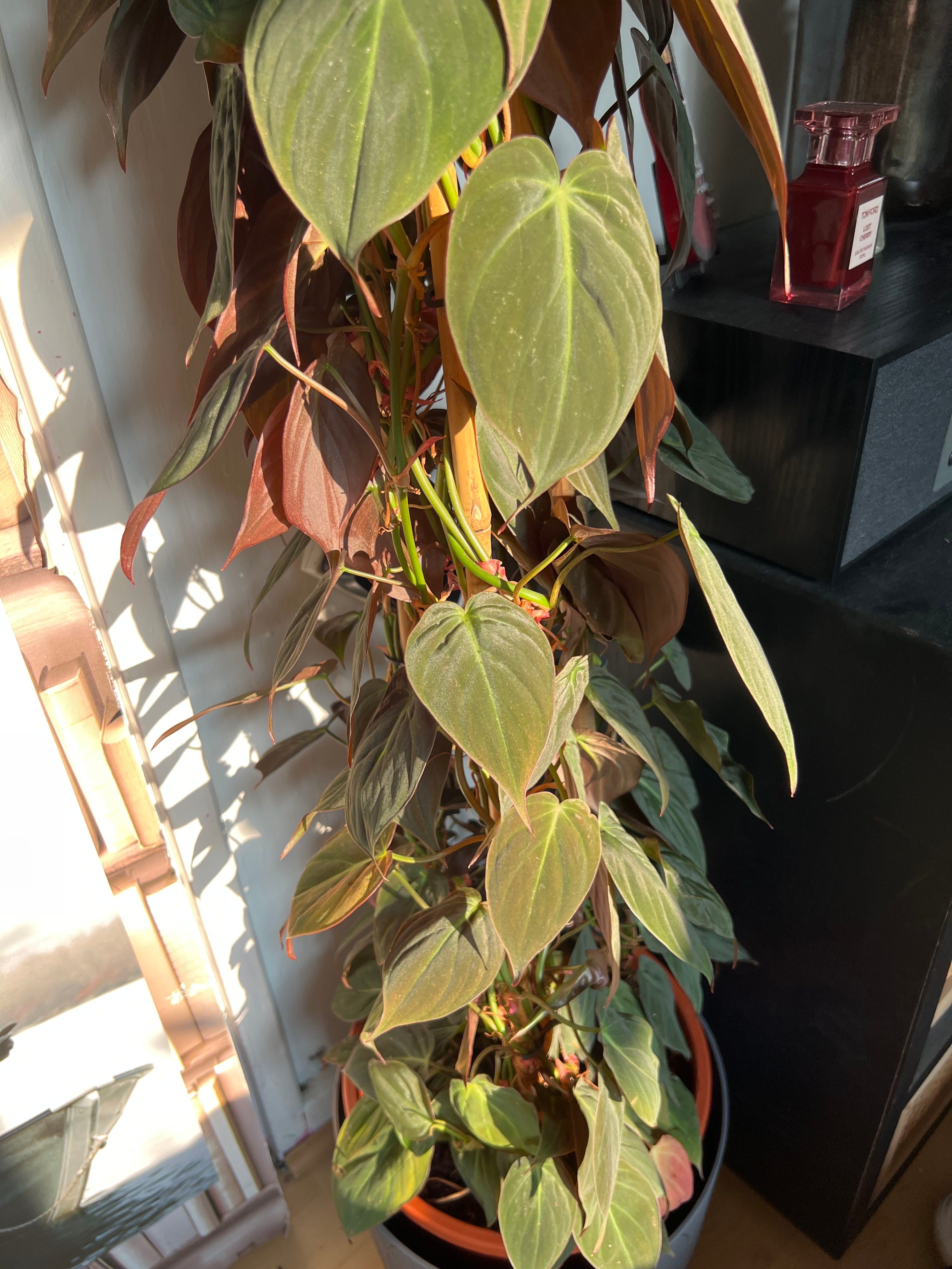 🌱 8 Plants That Love Growing with Philodendron