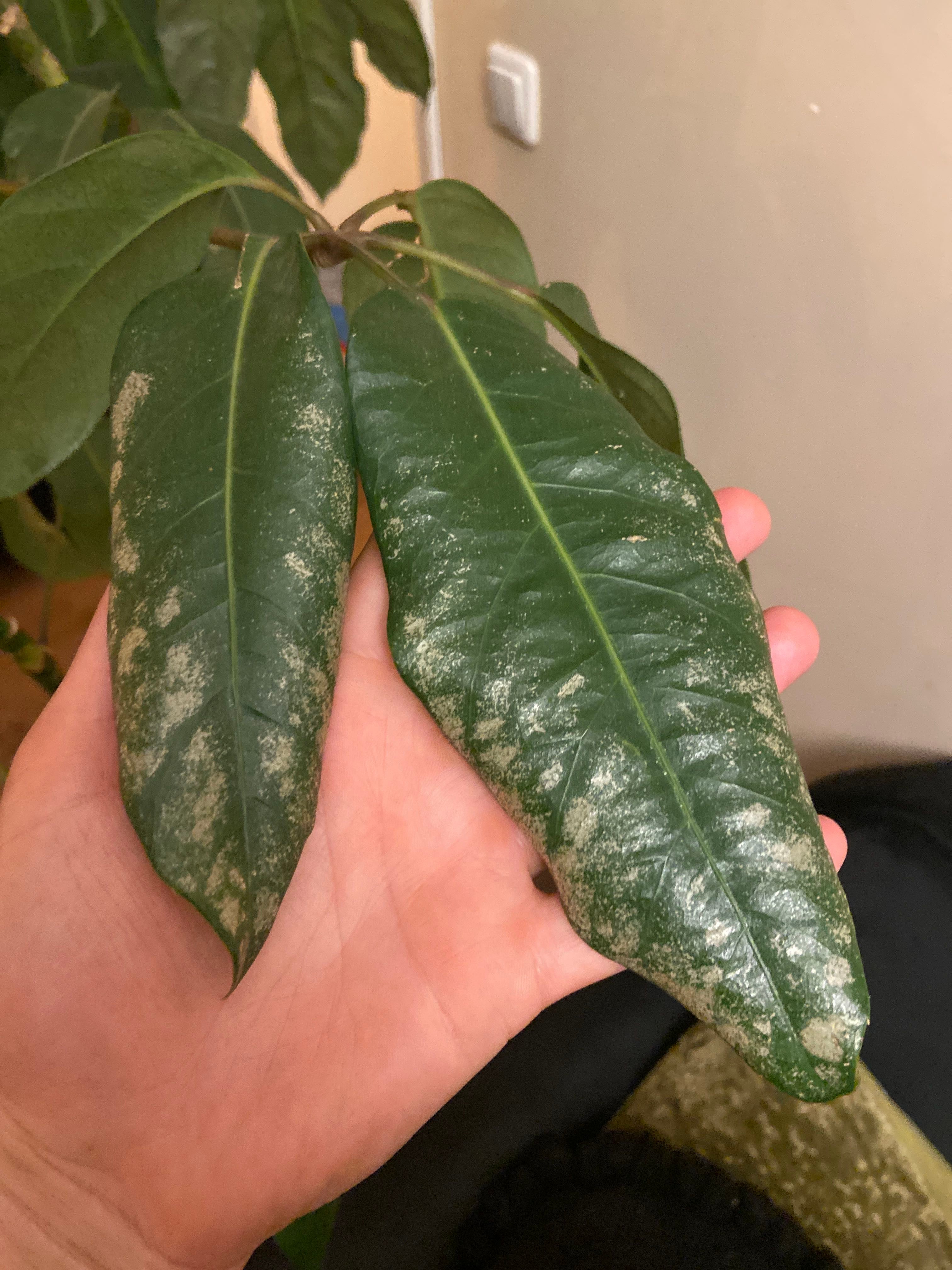 💡 Ultimate Guide to Solving Schefflera Problems