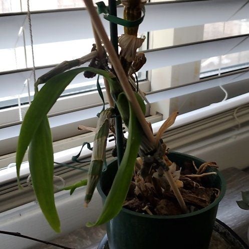 Dendrobium 'Red Emperor Prince' Plant Care: Water, Light, Nutrients ...