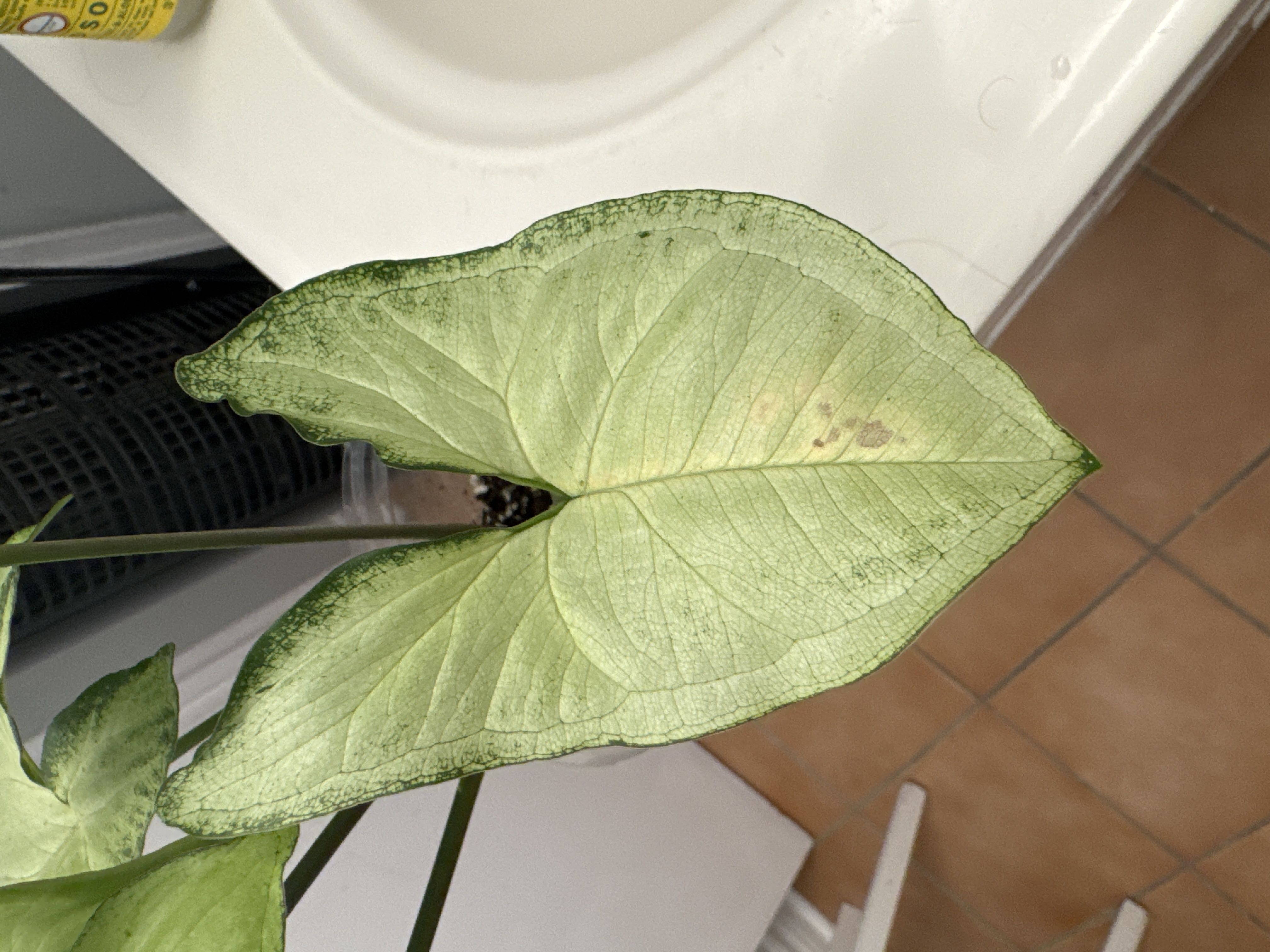 The Complete Nephthytis Plant Care Guide: Water, Light & Beyond
