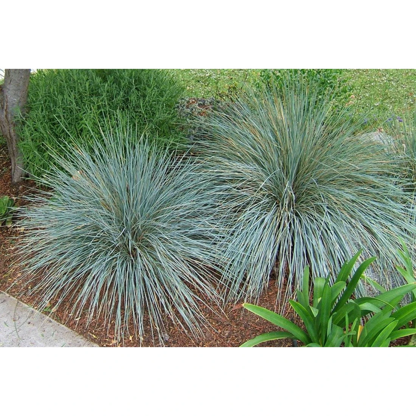 Blue oat grass Plant Care: Water, Light, Nutrients | Greg App 🌱