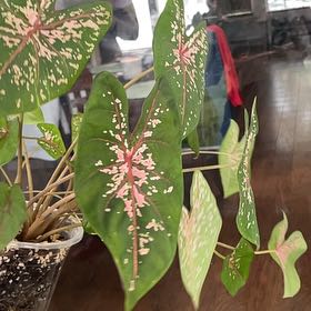 caladium pink sunset: How Much Water & Light Does it Need to Thrive?