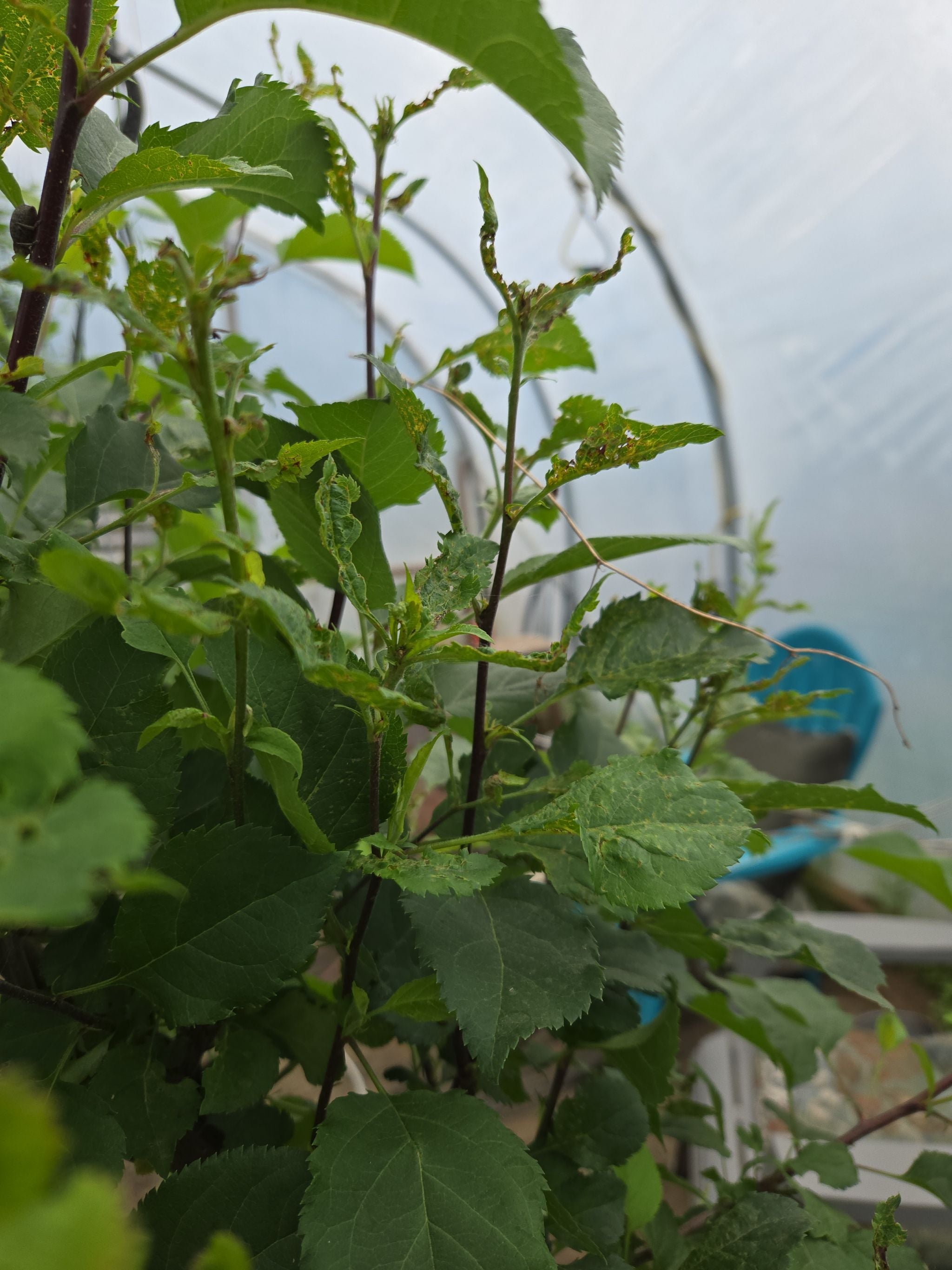 🍏 8 Benefits of Having a Chinese Apple