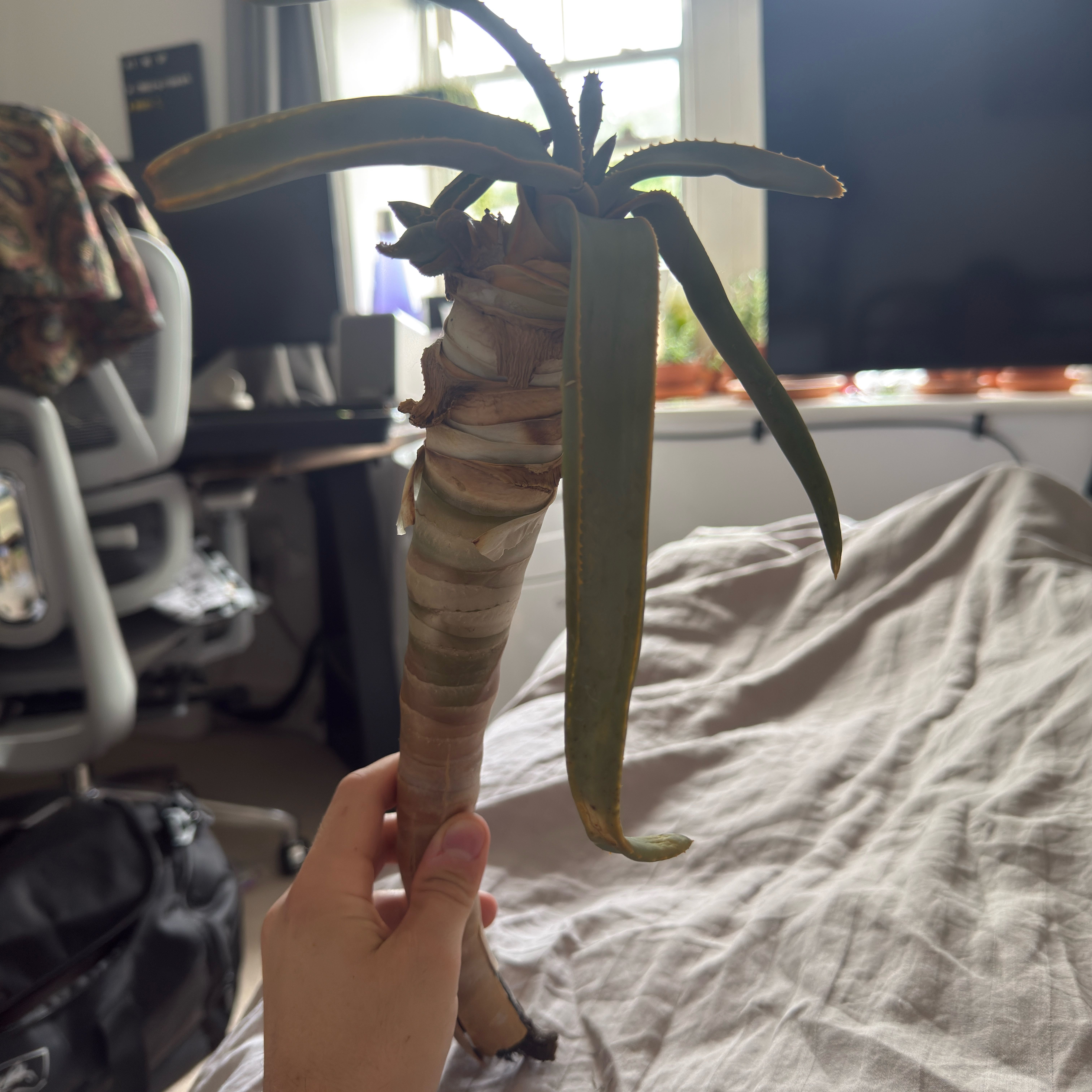 The Complete Quiver Tree Plant Care Guide: Water, Light & Beyond