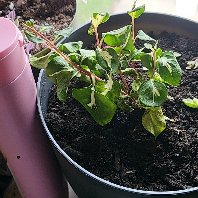 The Complete Wojo's Jem Plant Care Guide: Water, Light & Beyond