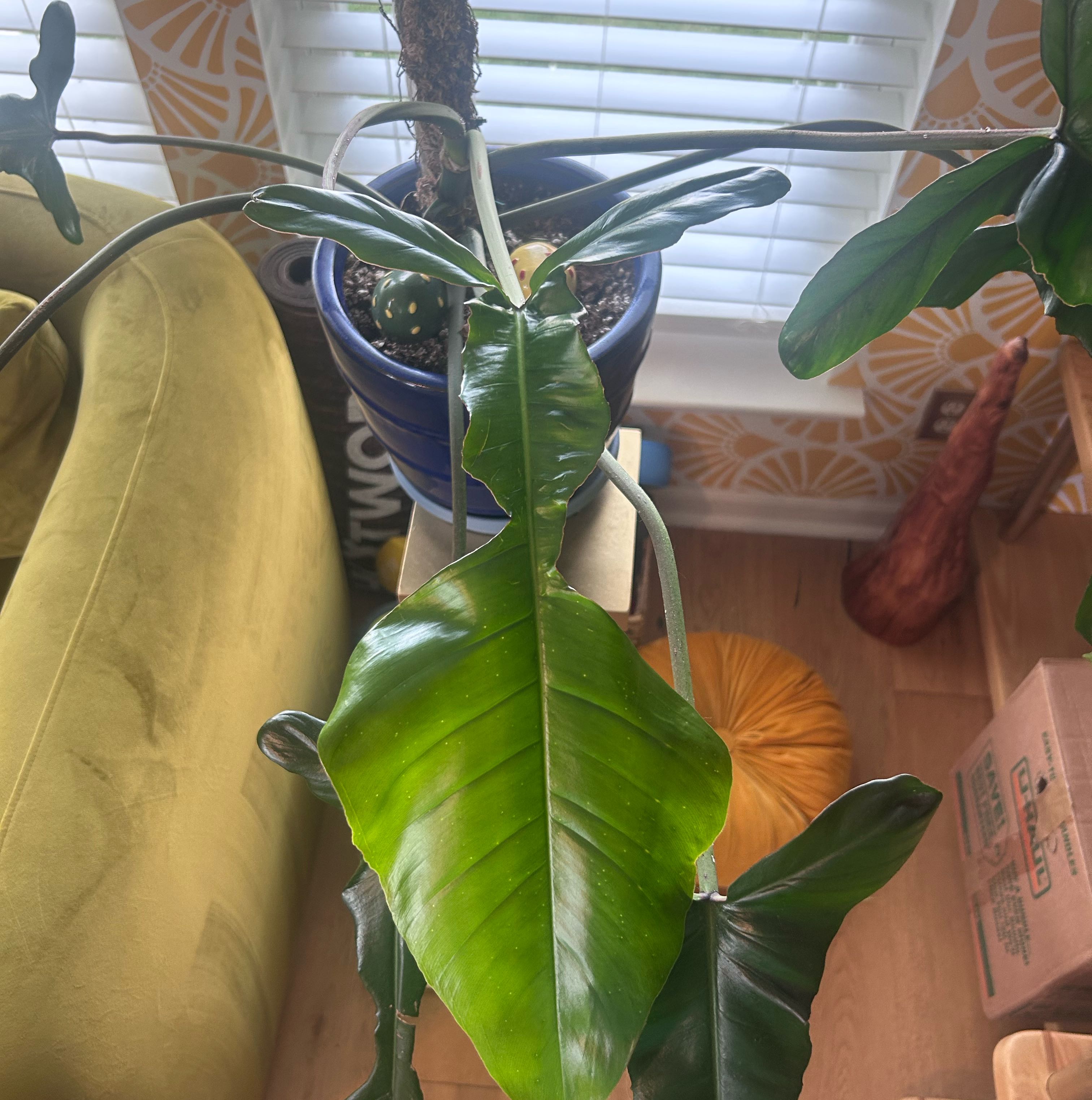 philodendron jopeii Plant Care: Water, Light, Nutrients | Greg App 🌱