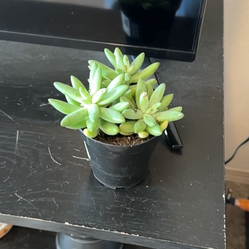 Sedum 'Elf' Plant Care: Water, Light, Nutrients | Greg App 🌱