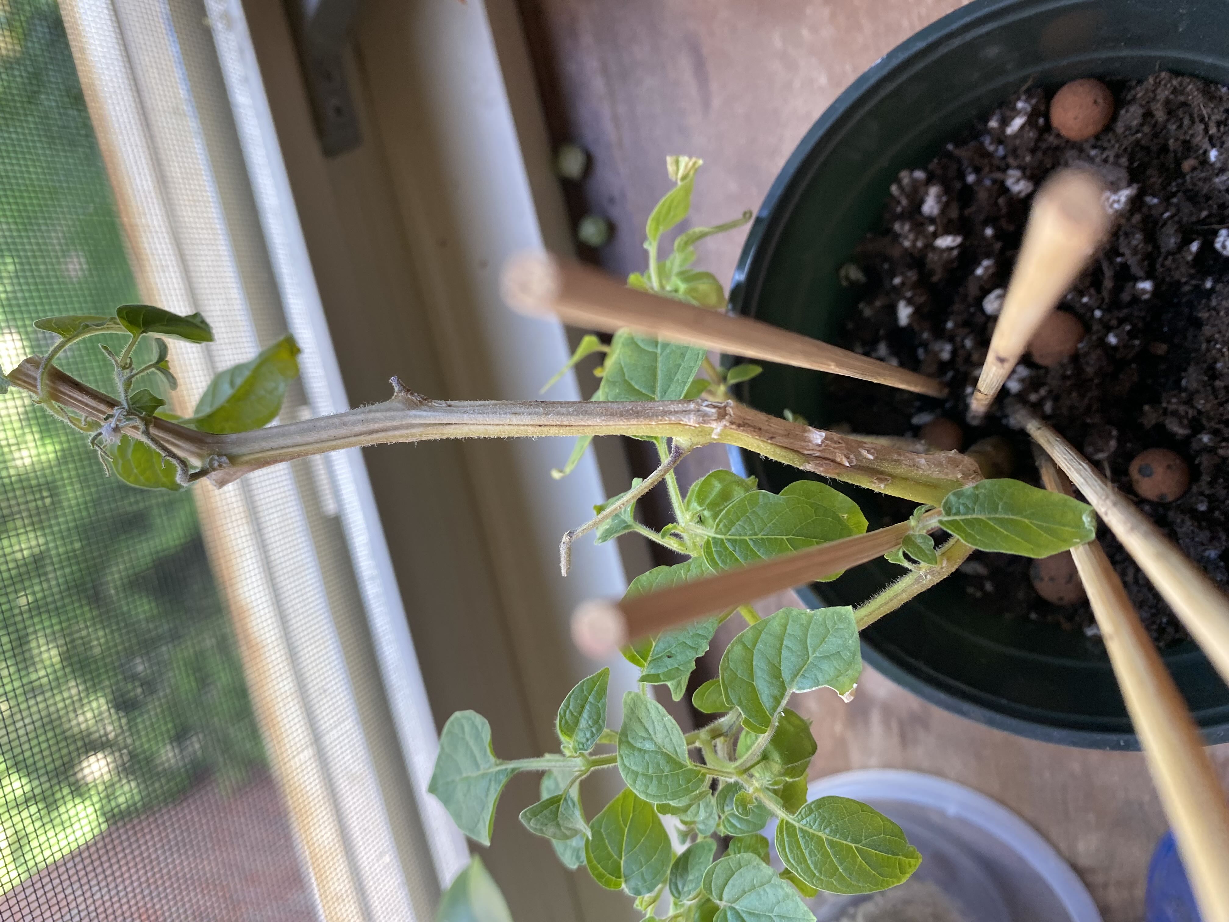 Is this fusarium wilt?