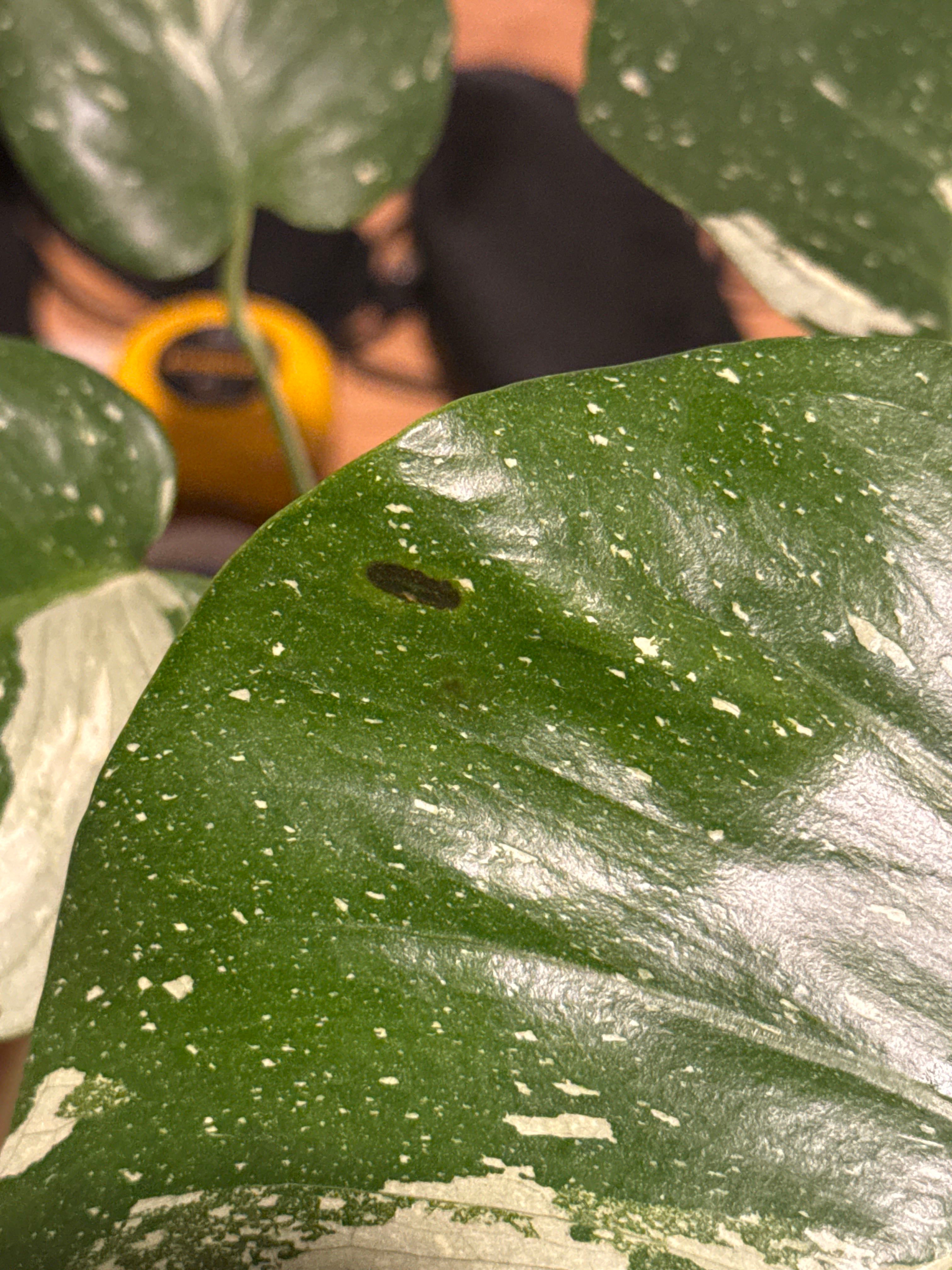 🔍 How to Fix Brown Spots on Your Monstera 'Thai Constellation'