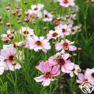 Coreopsis NOVA® 'Opal': How Much Water & Light Does it Need to Thrive?