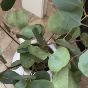 Redbox Plant Care: Water, Light, Nutrients | Greg App 🌱