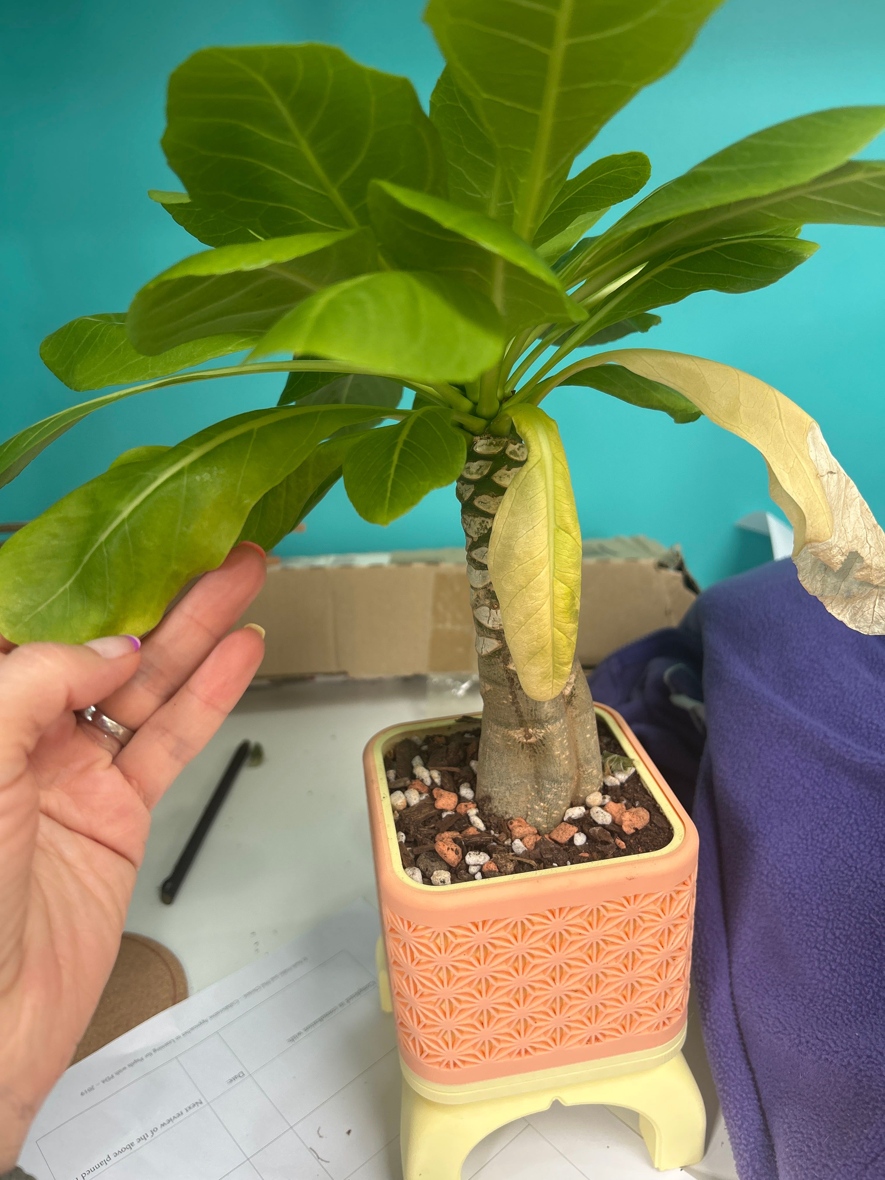 Why are the leaves turning yellow. I treated for thrips 2...