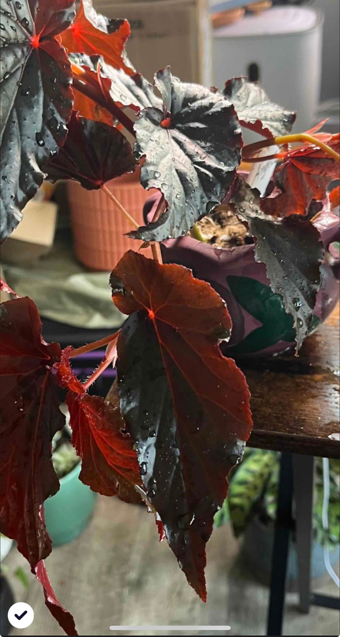 Sad Rex Begonia 😢
