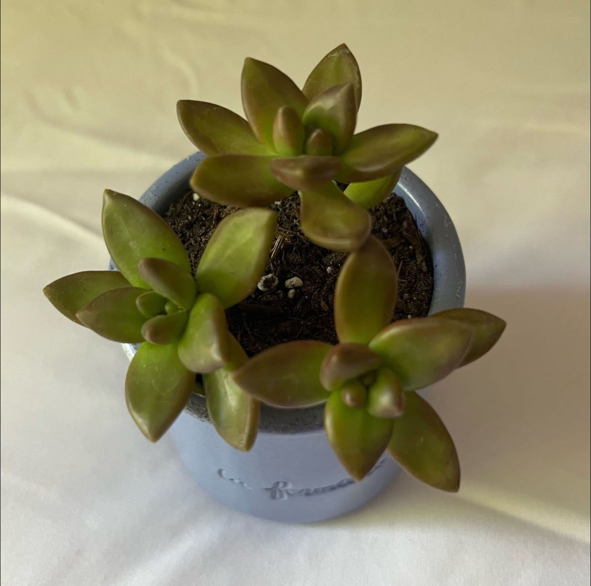 Propagating Stonecrop: Step-by-Step Guide 🌵