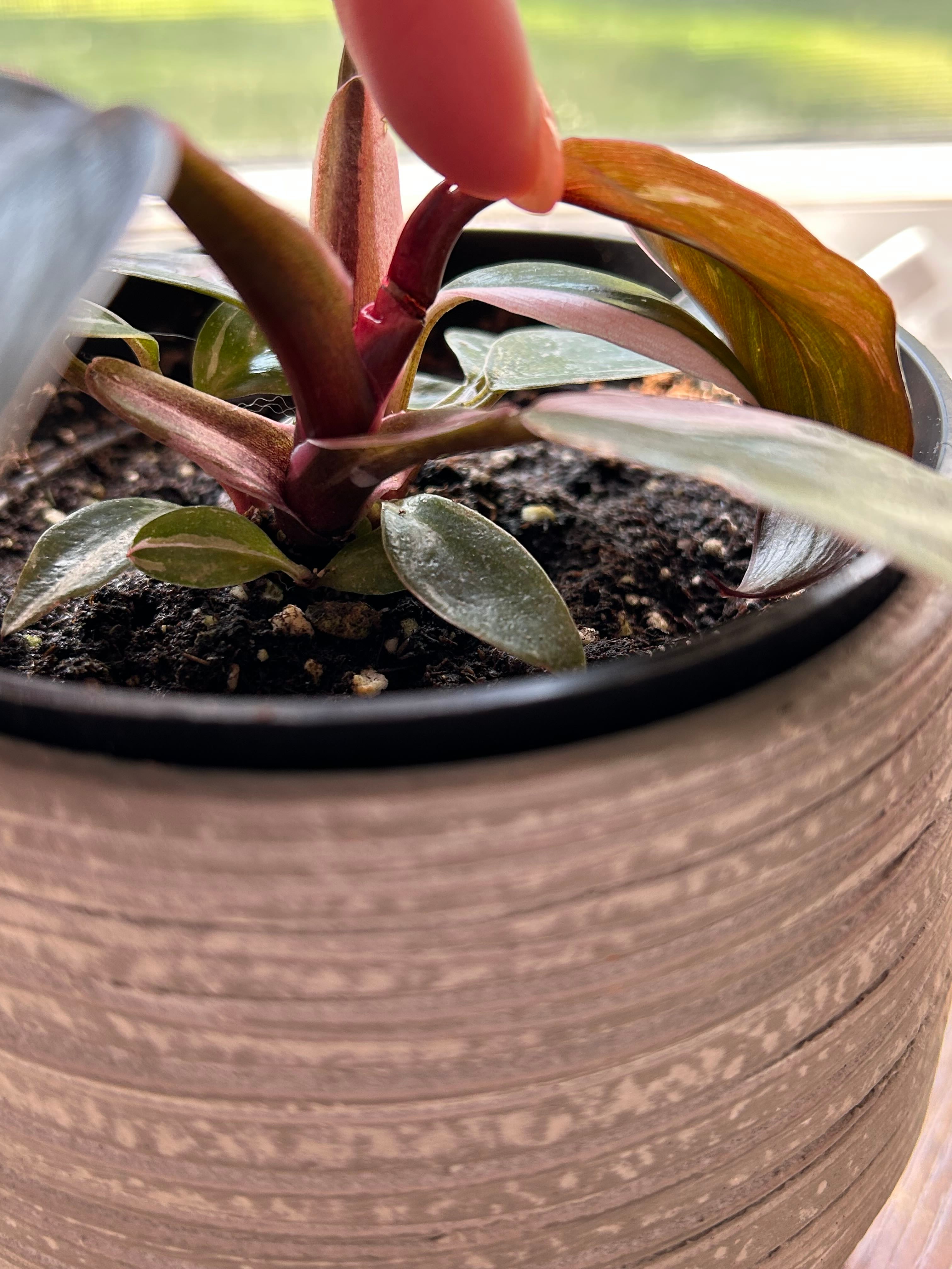 Propagating Pink Princess Philodendron: Step-by-step Guide