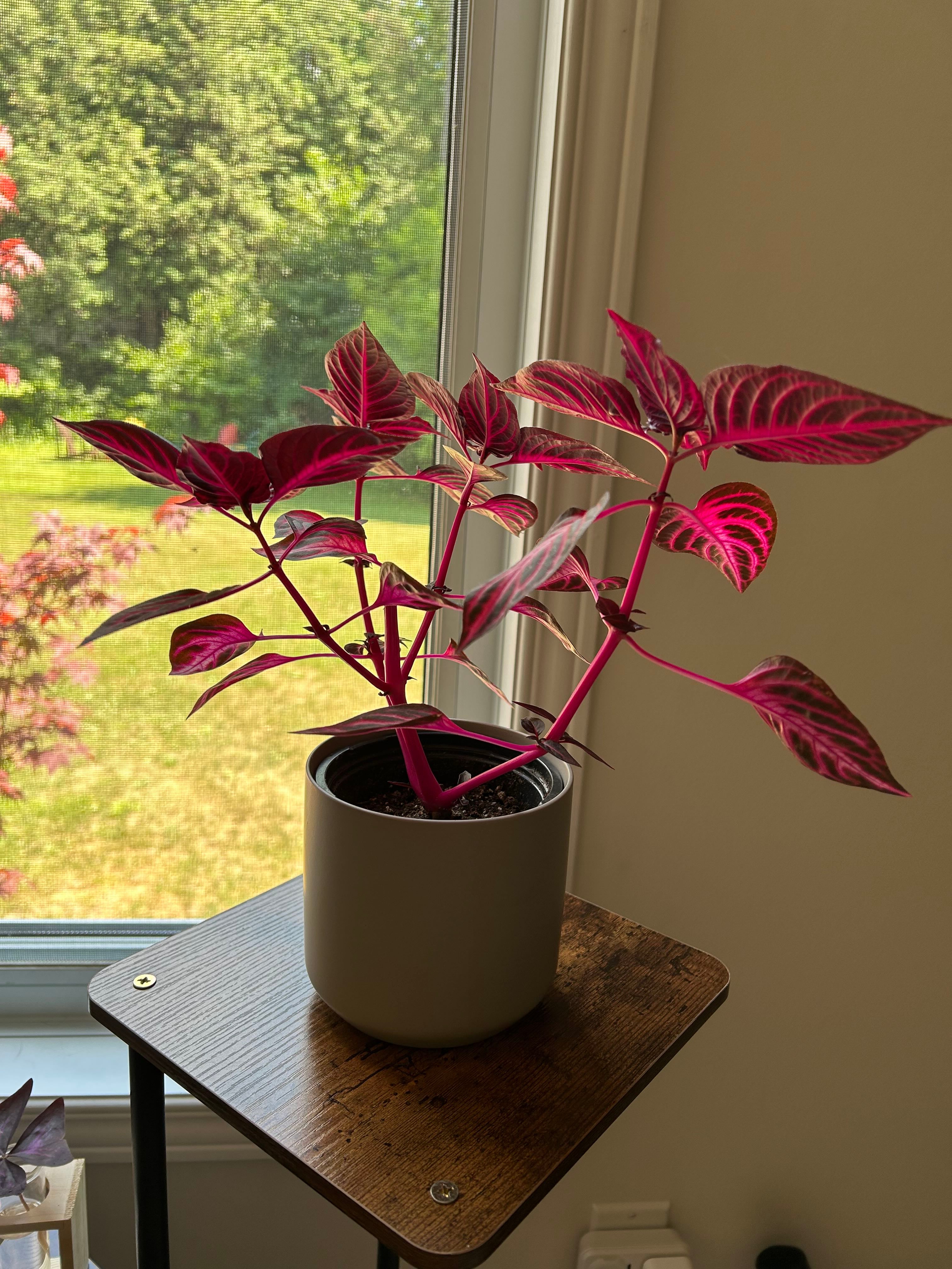 The Complete Bloodleaf Plant Plant Care Guide: Water, Light & Beyond