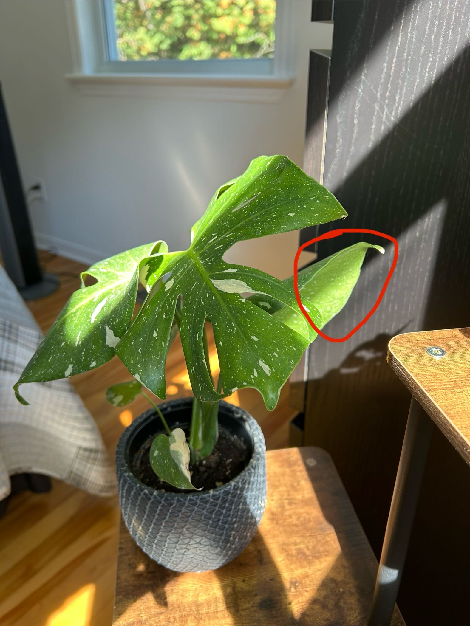 Leaf facing opposite way