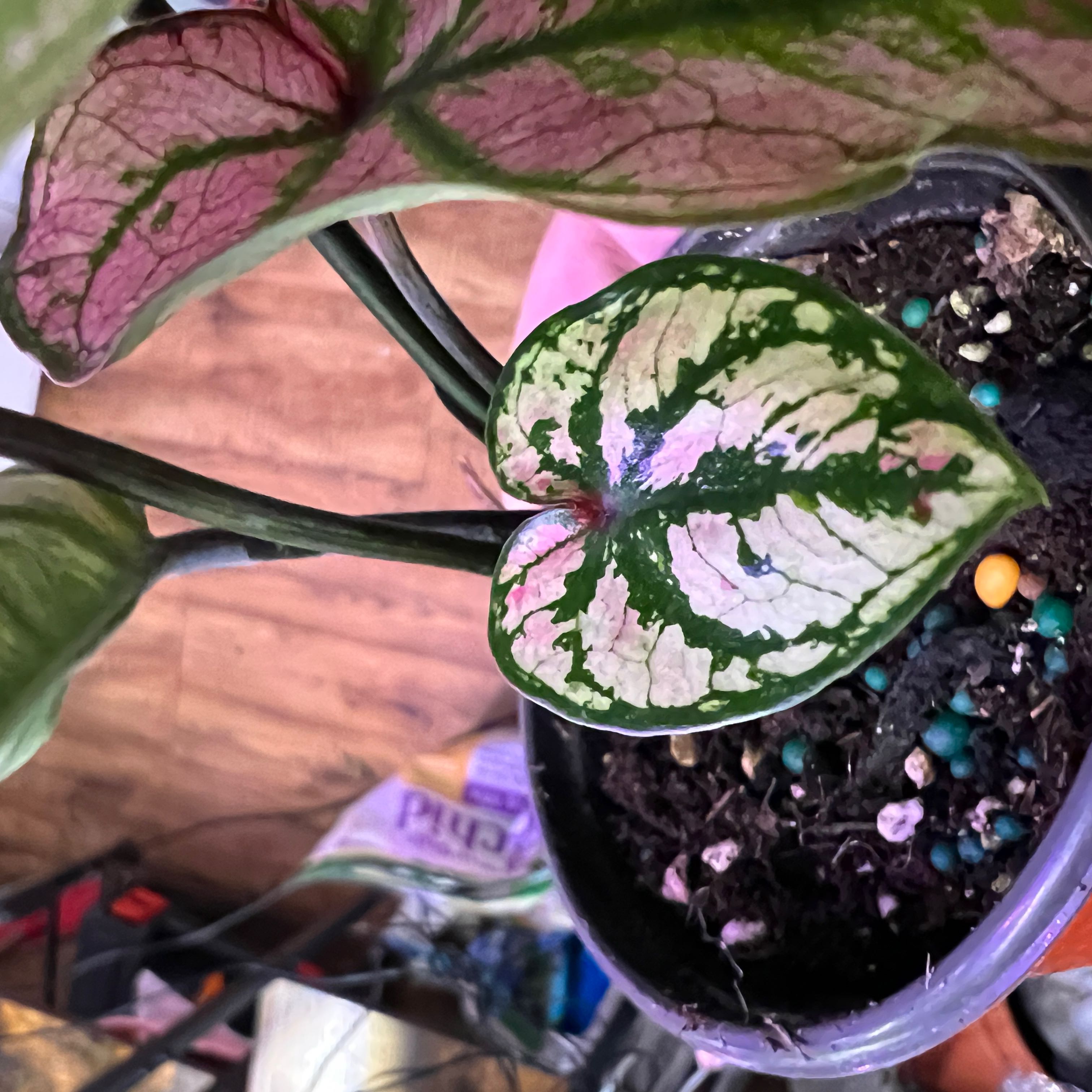 Caladium 'Allure': How Much Water & Light Does it Need to Thrive?