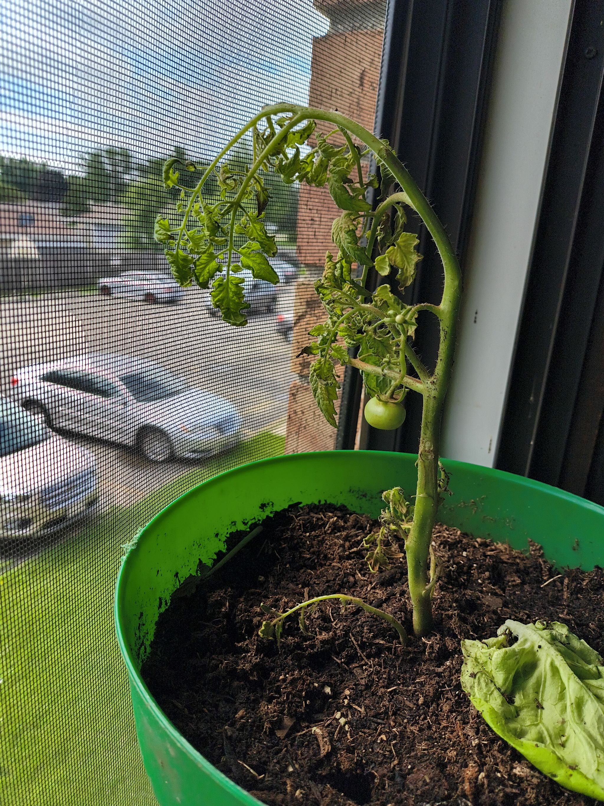 Everything You Need to Know to Grow Kennebec Potato 🥔