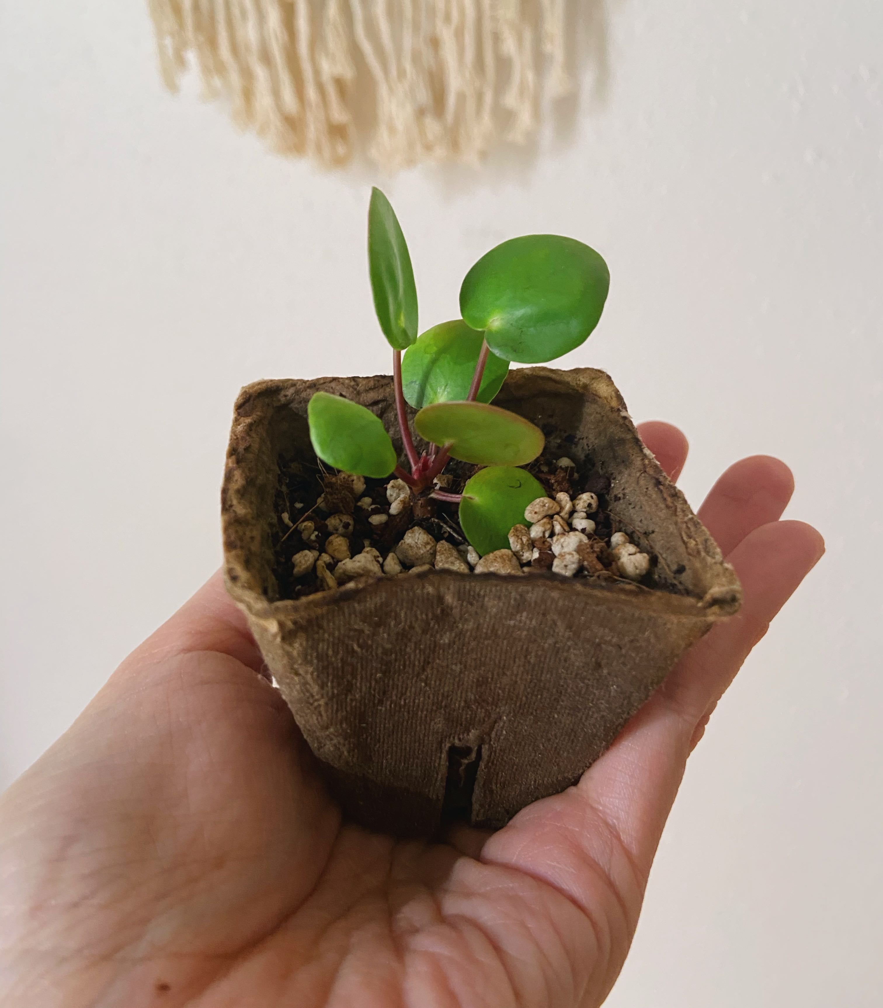 Adorable baby Pilea propagation success