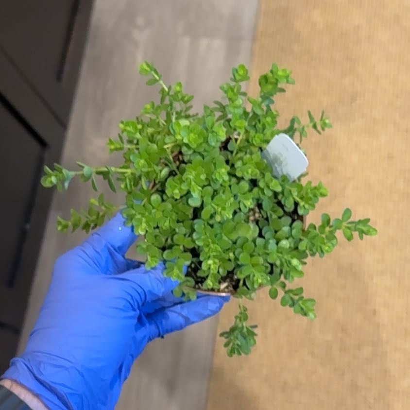 Peperomia Jitterbug Plant Care: Water, Light, Nutrients | Greg App 🌱