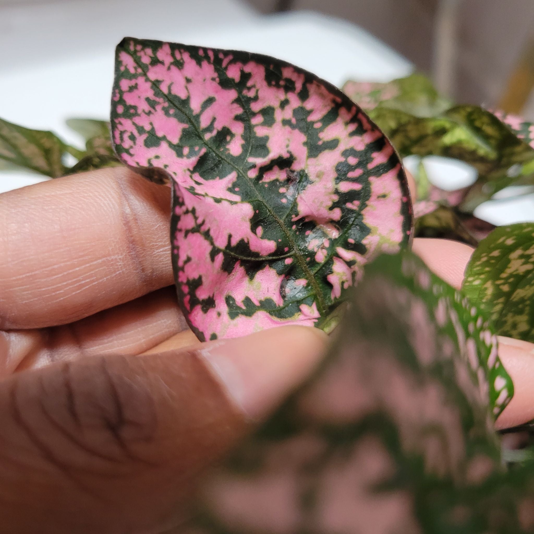 Weird bumps/dips on leaves