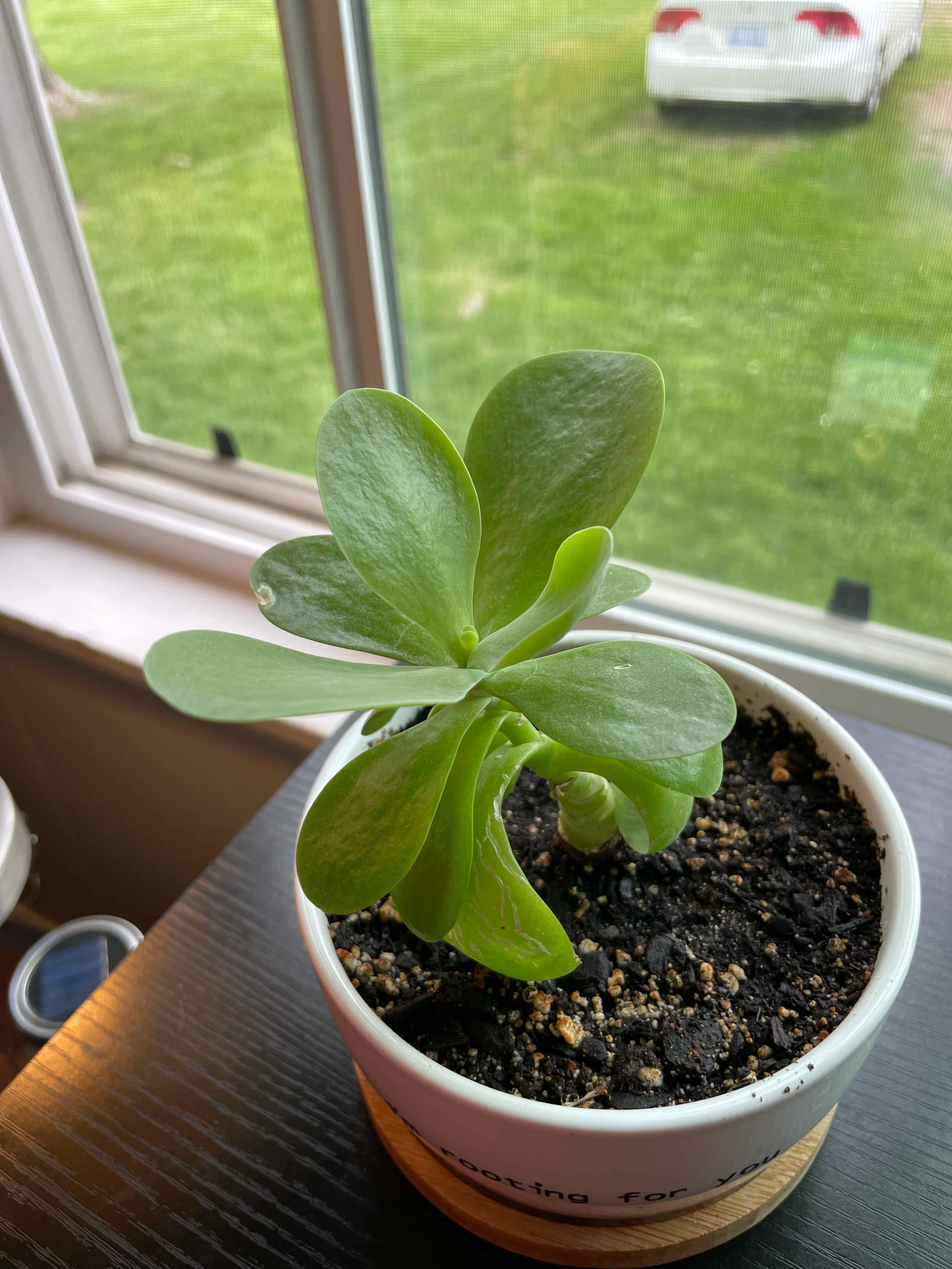 Propagating Your Paddle Plant: Step-by-step Guide