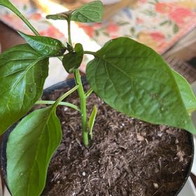 Bell Pepper 'Keystone Giant' Plant Care: Water, Light, Nutrients | Greg ...