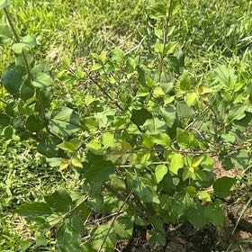 Common Lilac Plant Care: Water, Light, Nutrients | Greg App 🌱