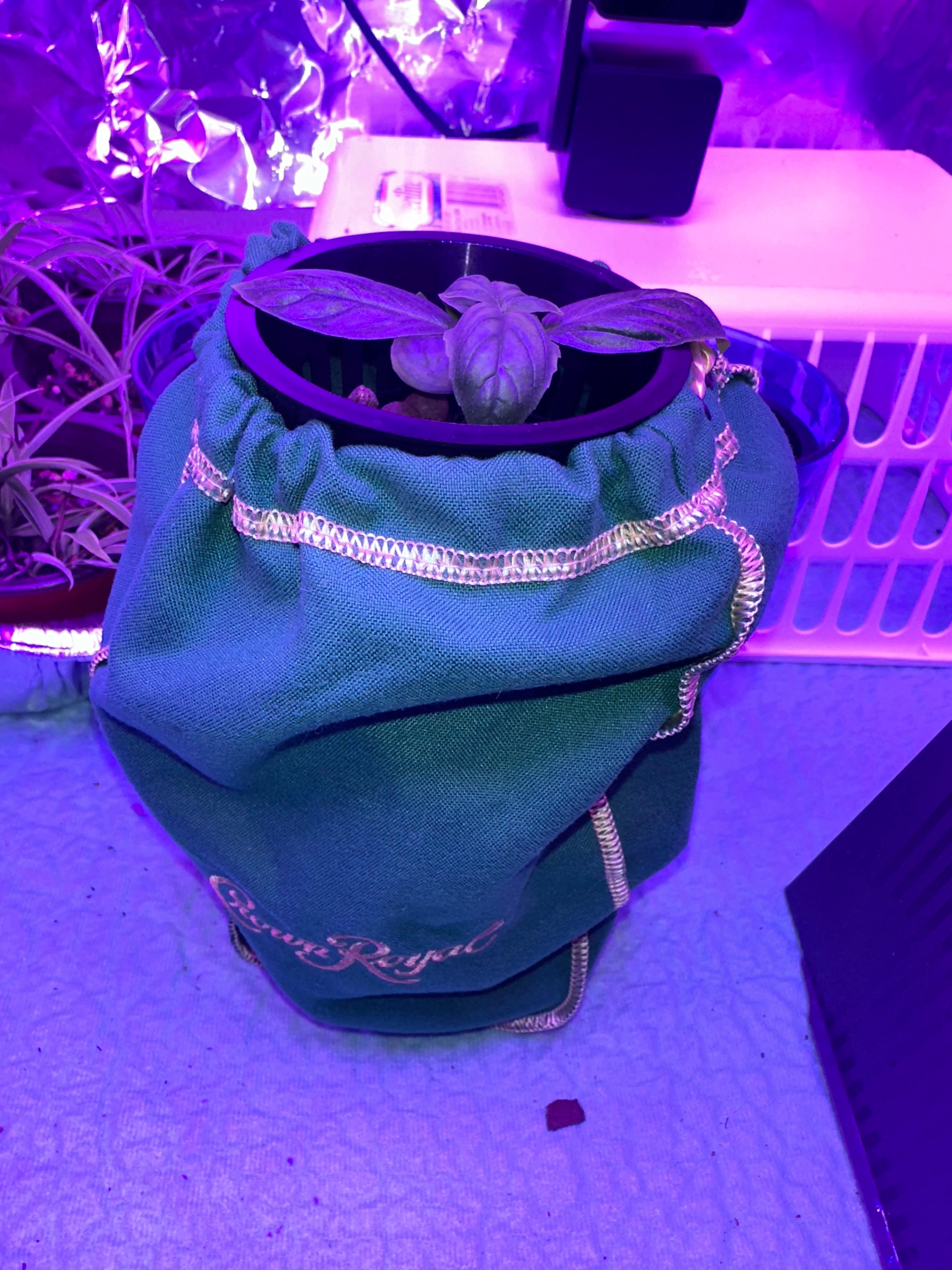 🌶 5 Secrets to Successfully Grow Spicy Globe Basil