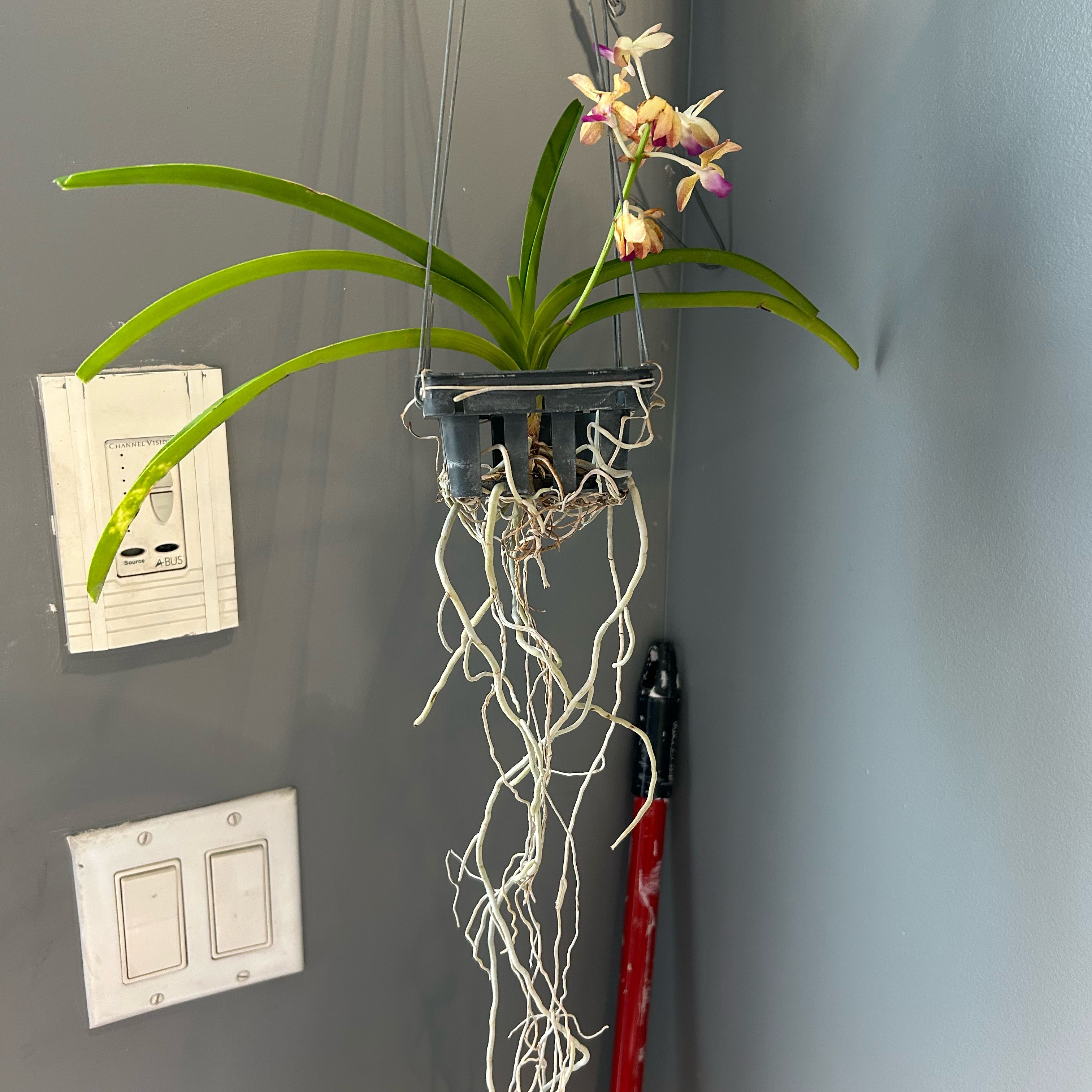Vanda Lumpini Red Plant Care: Water, Light, Nutrients | Greg App 🌱
