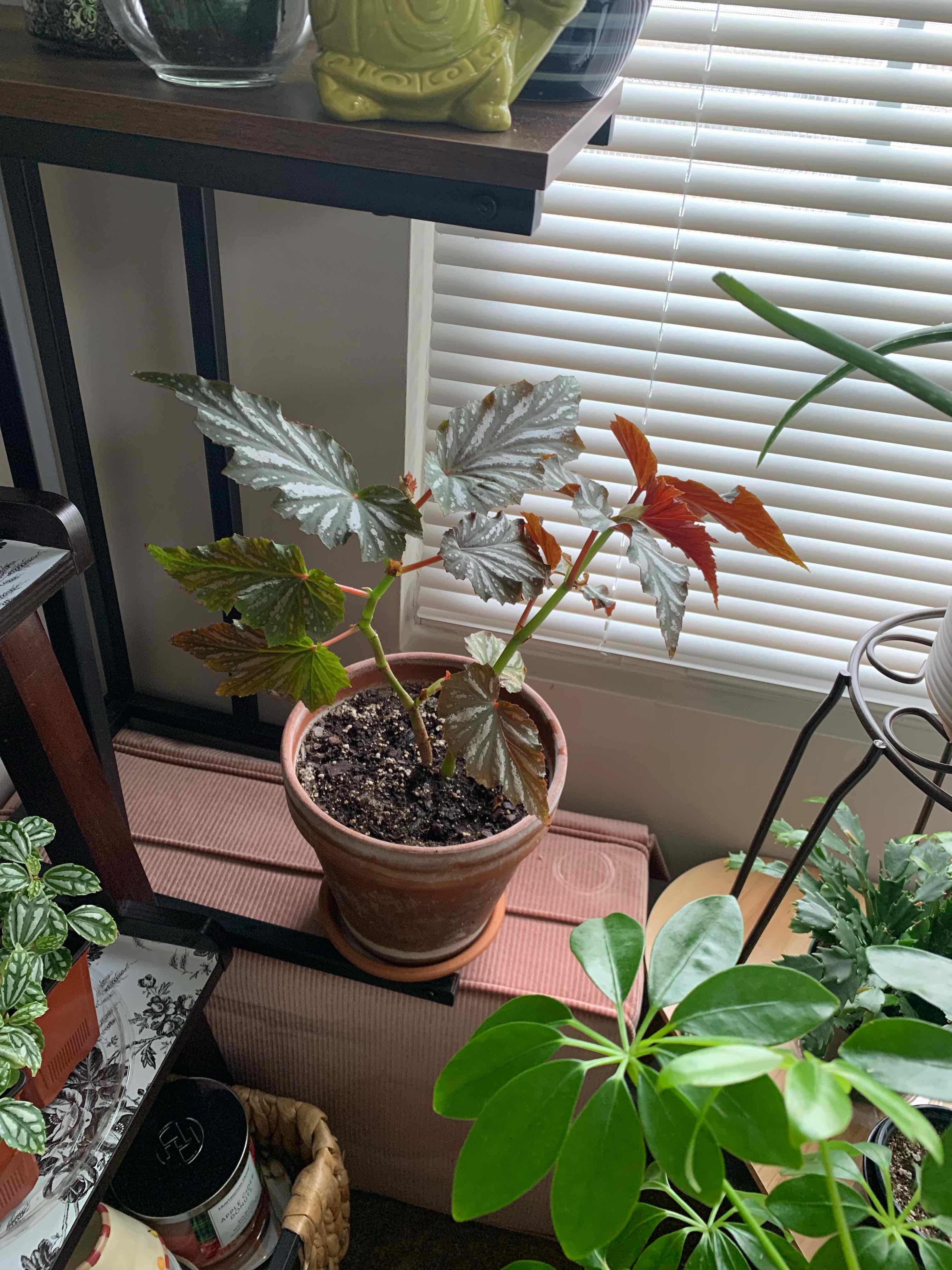 How Do I Propagate My Begonia 'Sophie Cecile'?