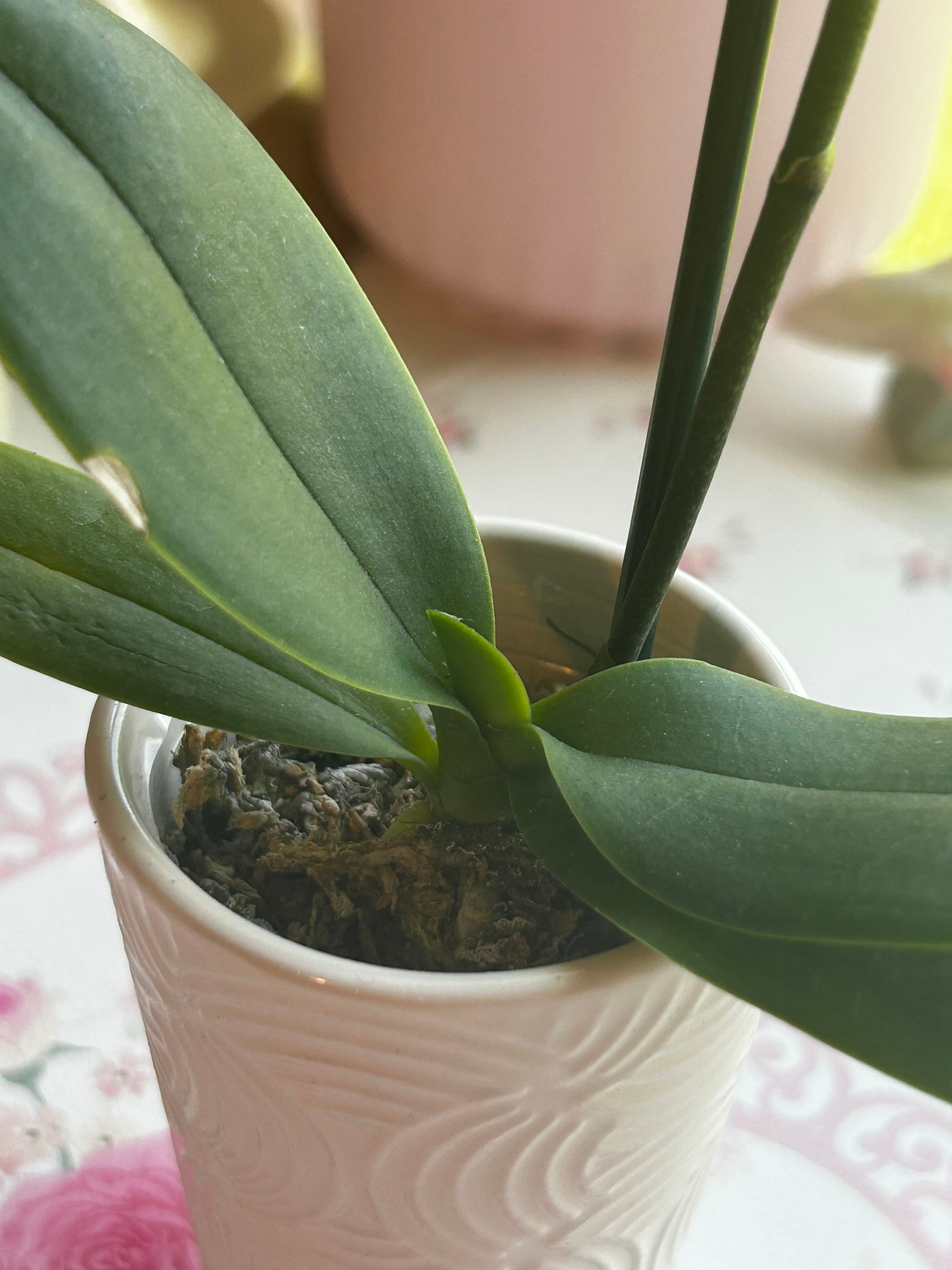 Phalaenopsis Orchid Varieties that Belong in Your Garden