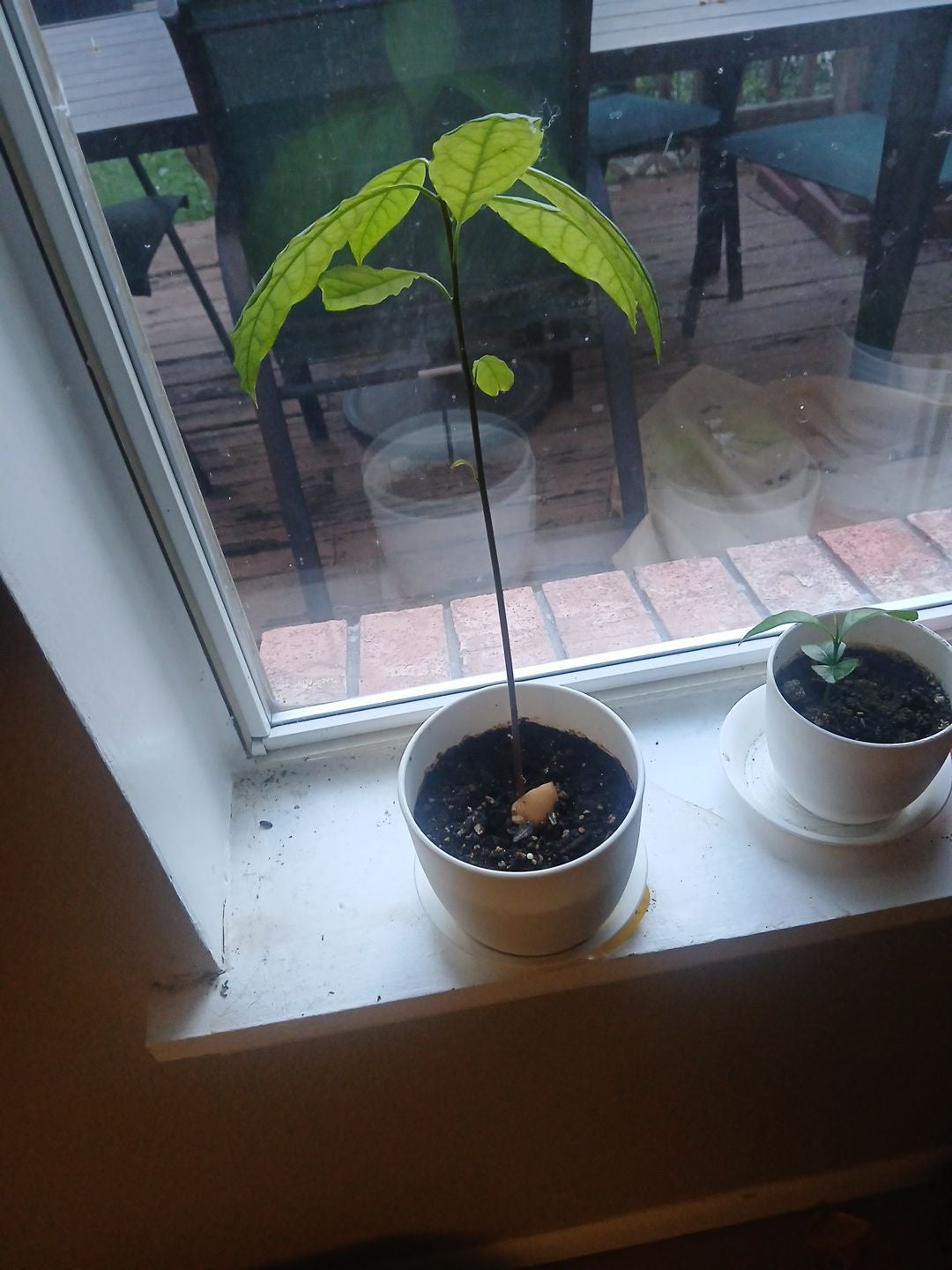 🥑 Avocado Tree Roots 101