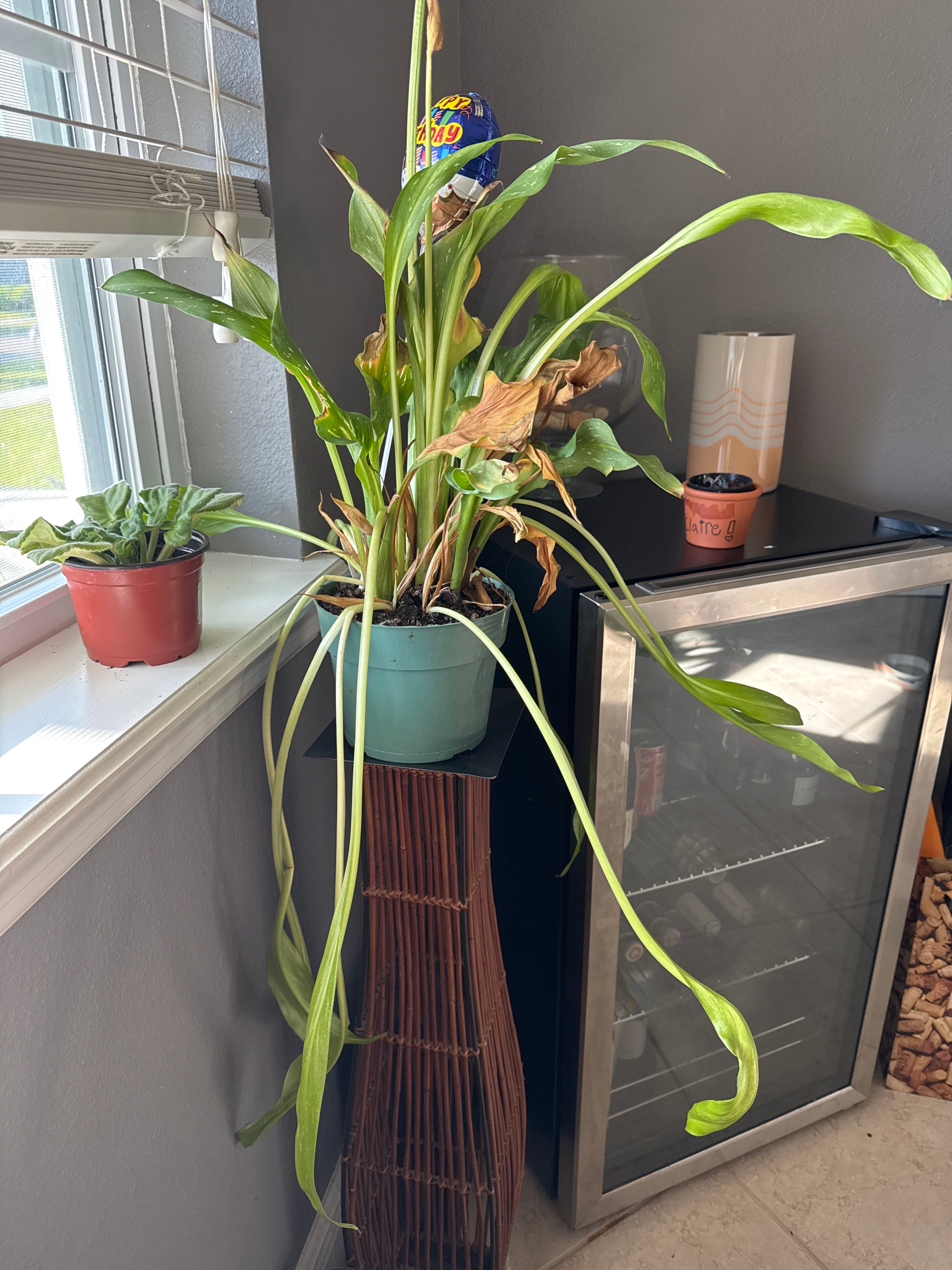 🌺 Introduction to Calla Lily 'Black Tango'