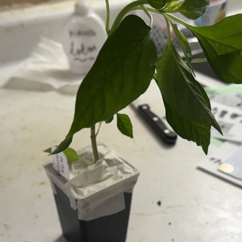 Peter Pepper Plant Care: Water, Light, Nutrients | Greg App 🌱