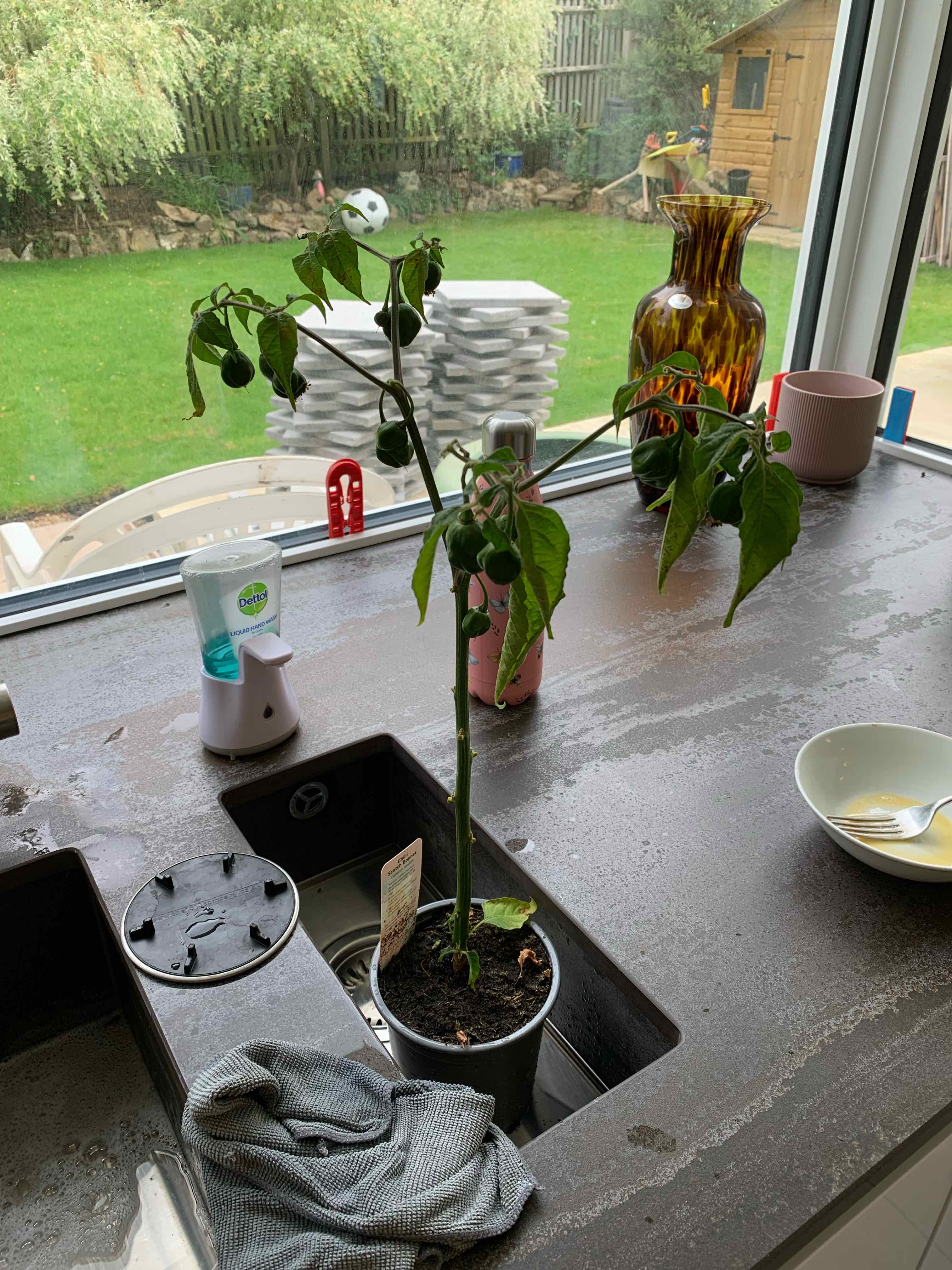 🌶️ Why Is My Cheyenne Chilli Pepper Not Doing Well?
