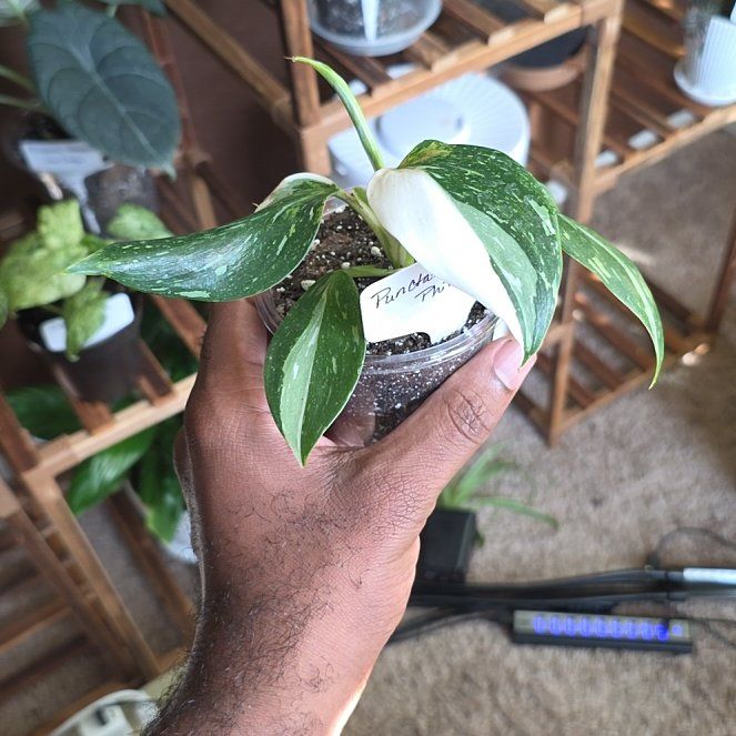 Philodendron 'Punctata' Plant Care: Water, Light, Nutrients | Greg App 🌱