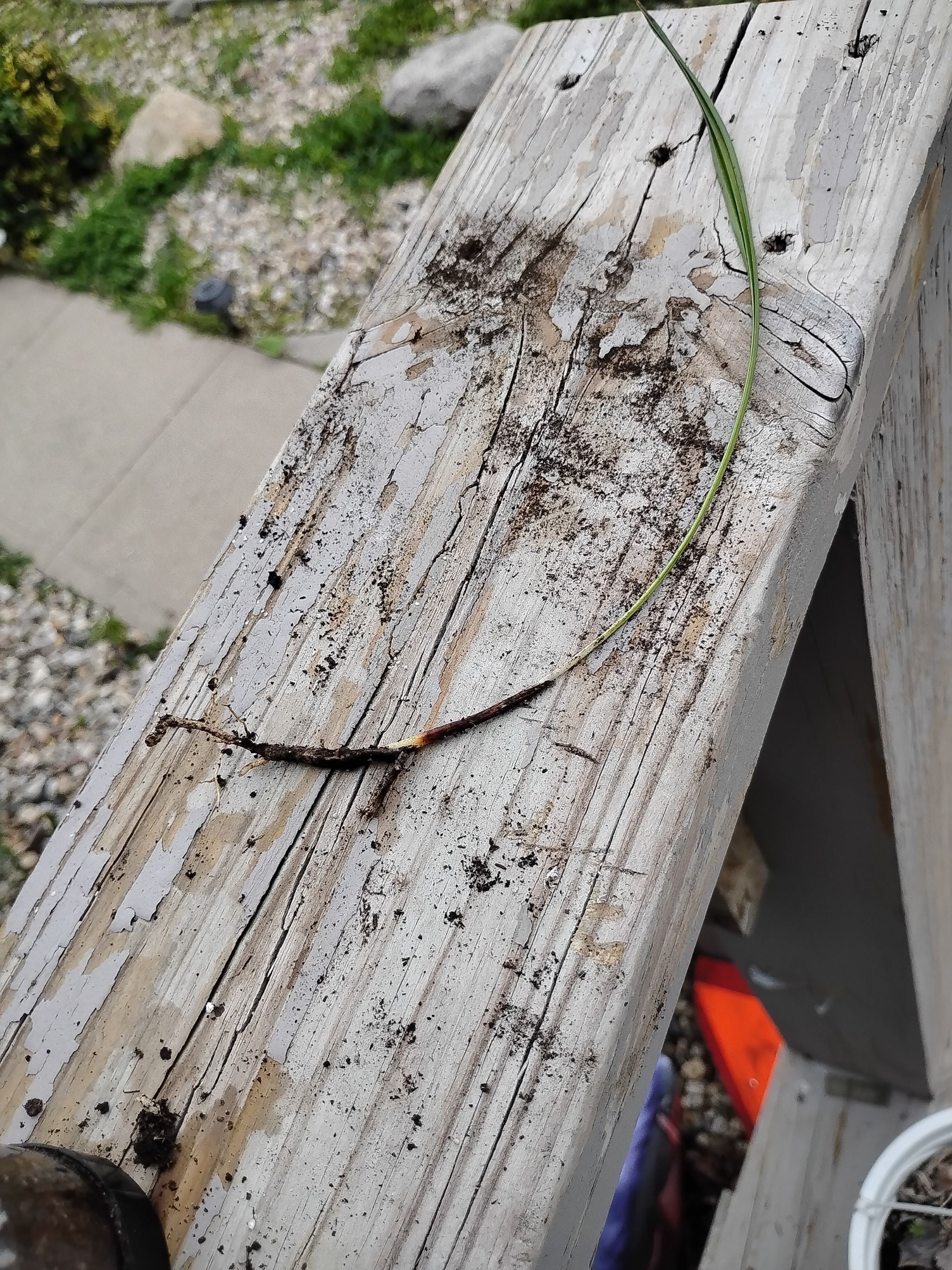 Everything You Need to Know About Redneck Palm