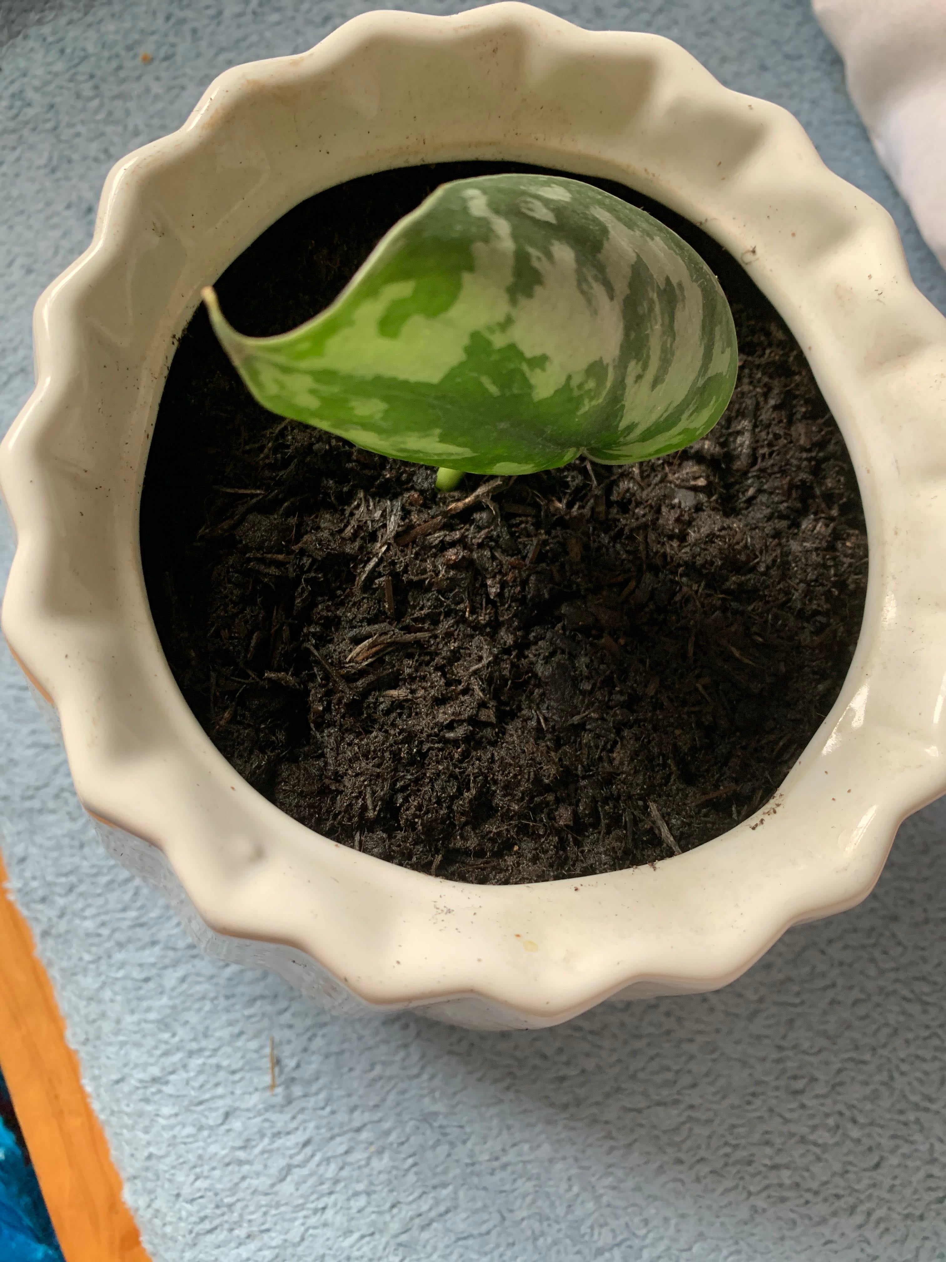 Scindapsus Pictus Argyraeus Plant Care: Water, Light, Nutrients | Greg ...