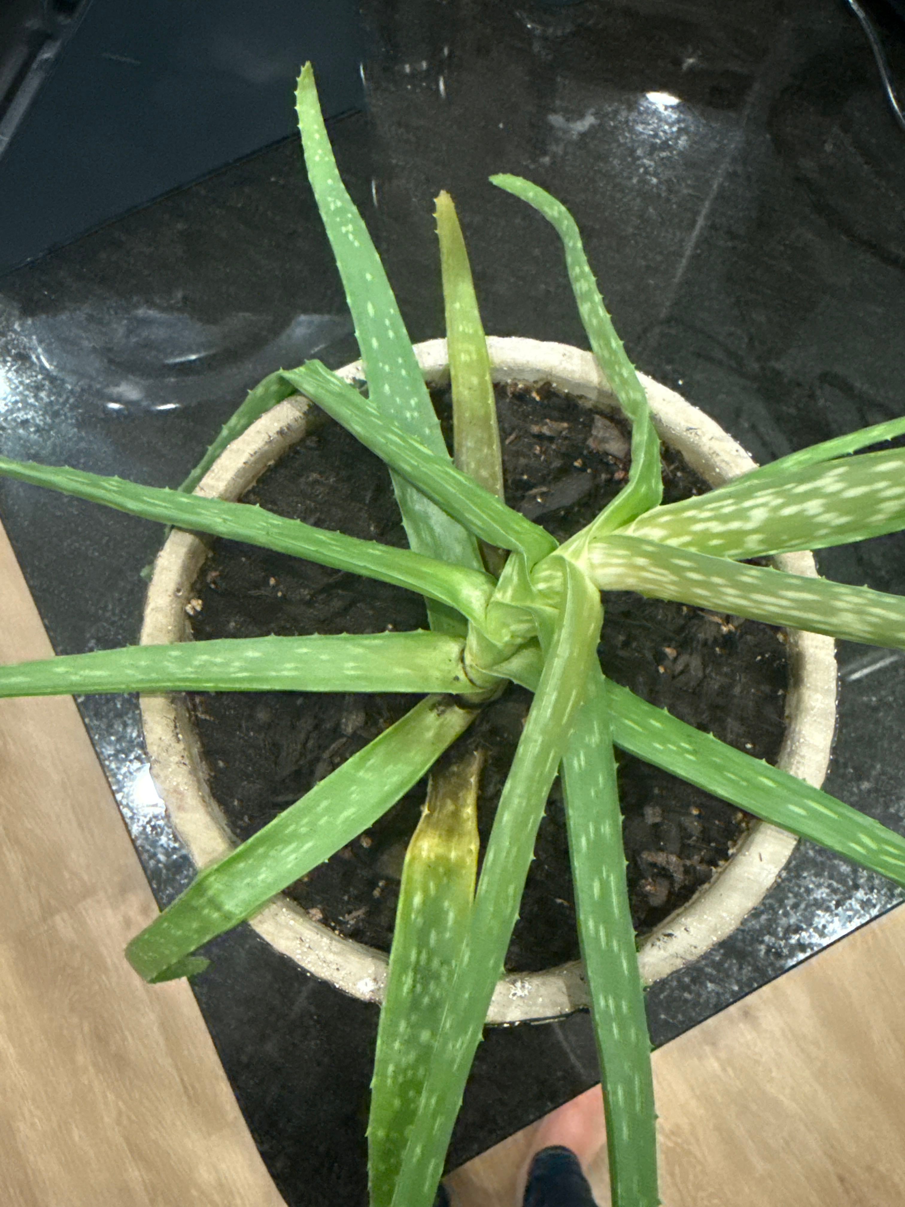 🌵 Where Can Aloe vera Grow? Zones 8a-11b