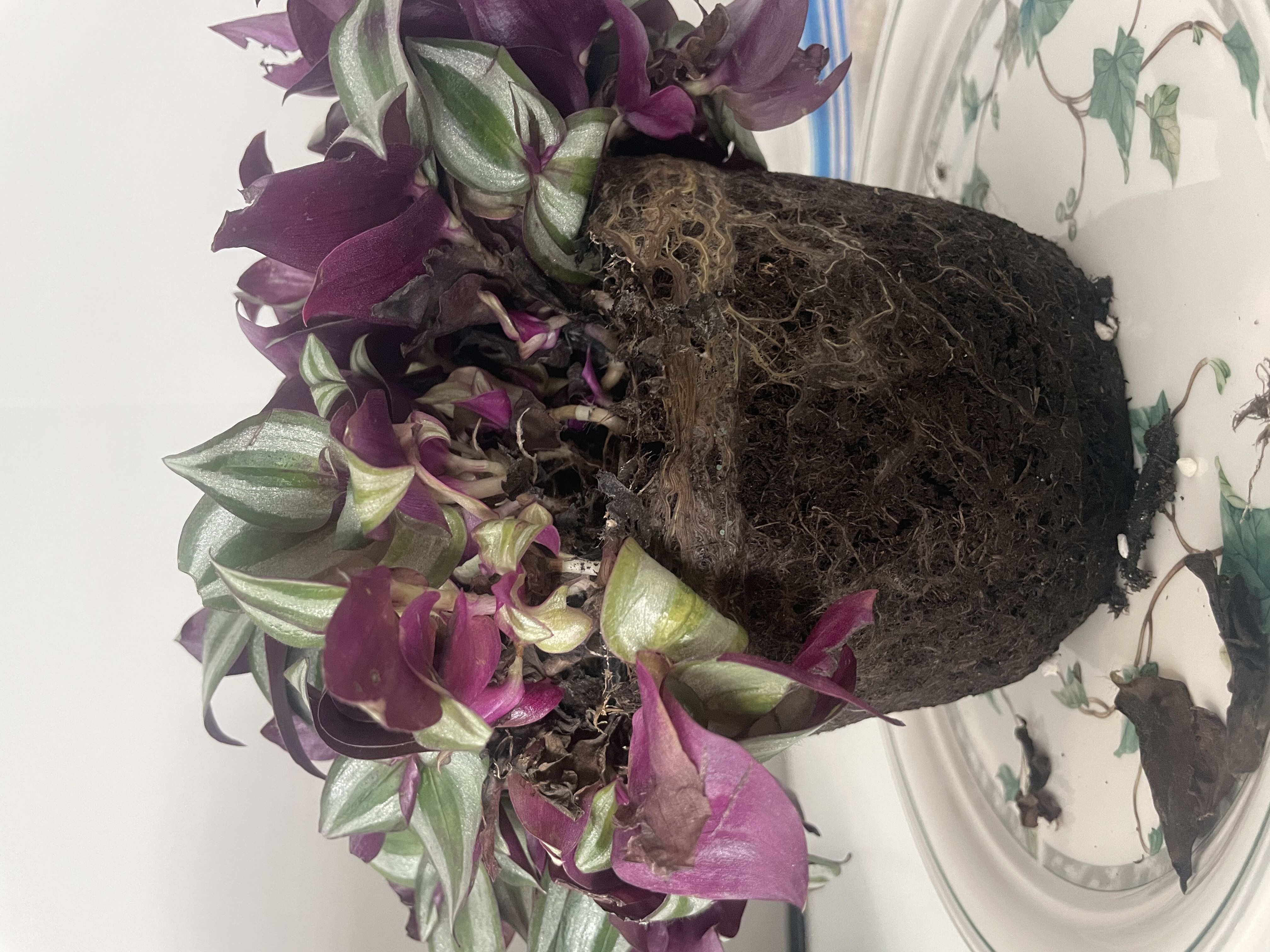 How to Care for Tradescantia Feeling Flirty: Mastering Water, Sunlight ...
