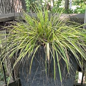 Carex 'Everillo' Plant Care: Water, Light, Nutrients | Greg App 🌱