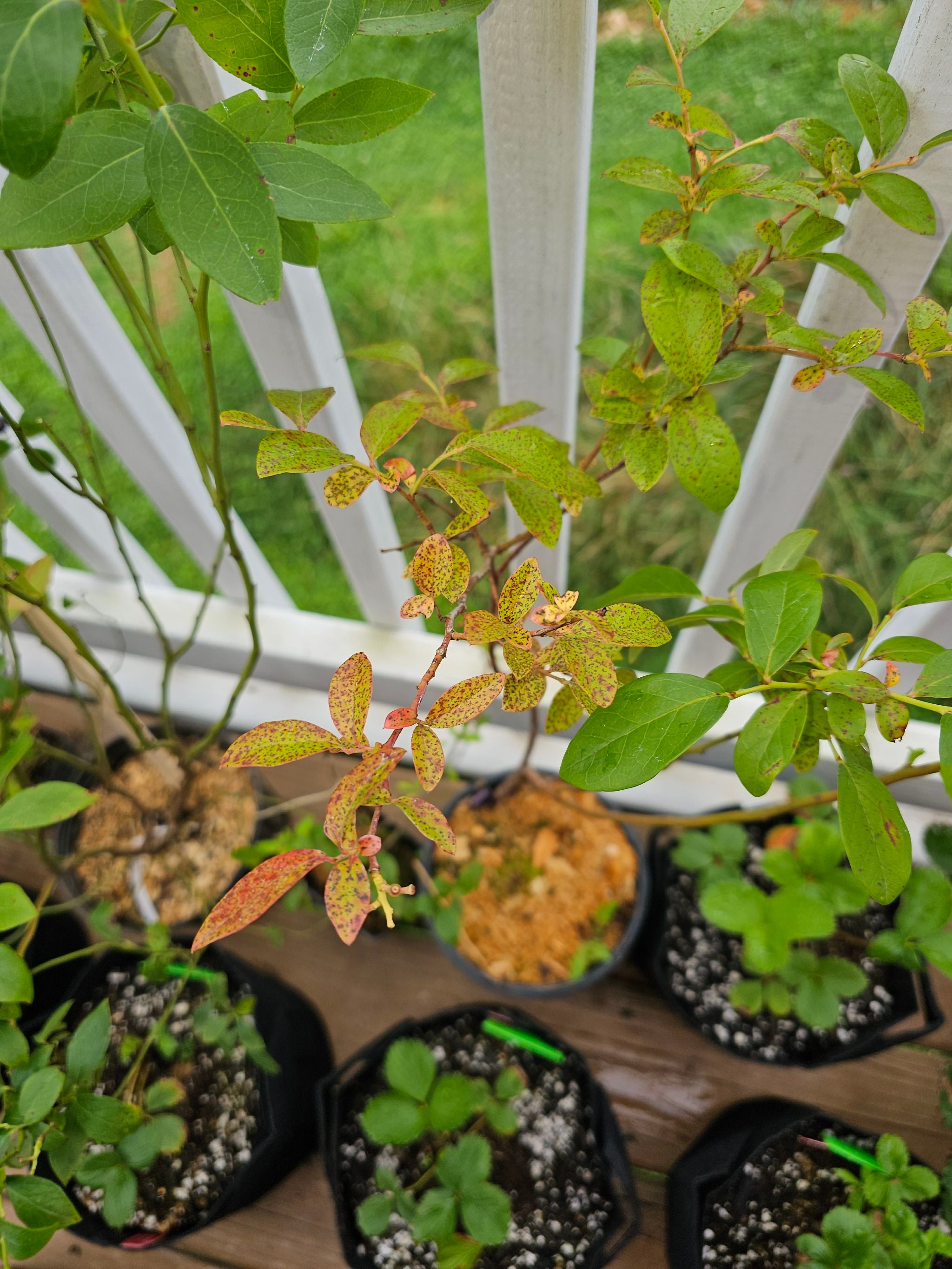 Ultimate Guide to Blueberry Roots 🫐