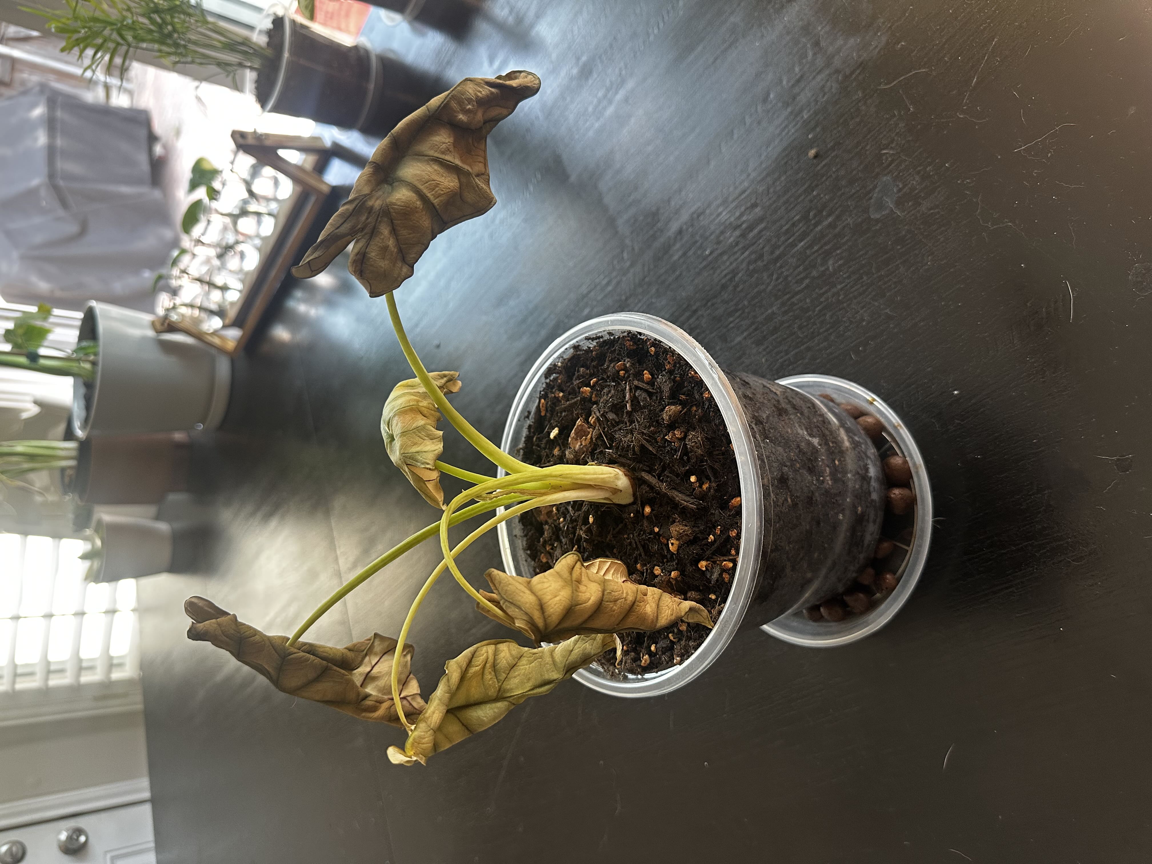 Keep Your Alocasia 'Venom' Alive: Light, Water & Care Instructions