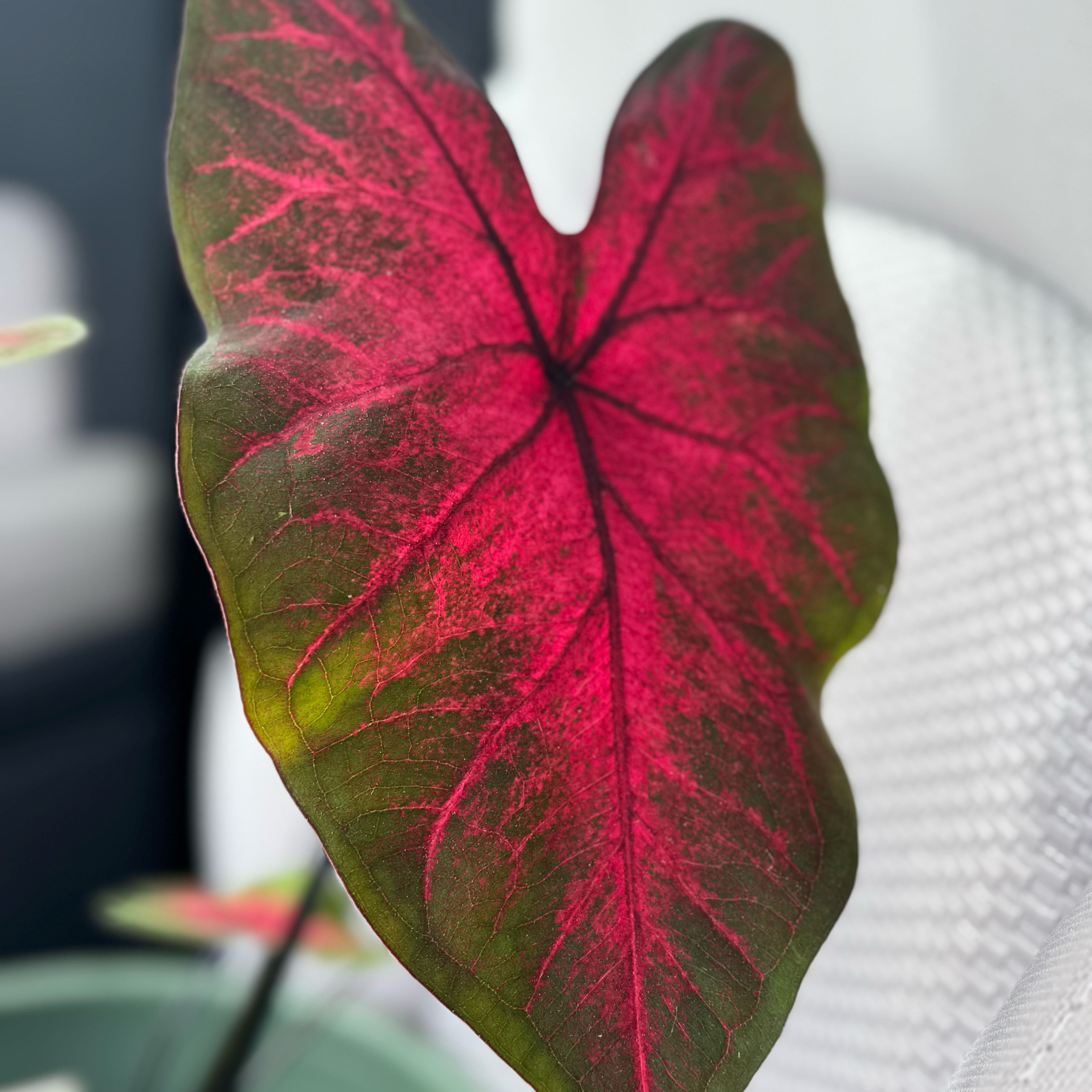 Keep Your Caladium 'Bombshell' Alive: Light, Water & Care Instructions