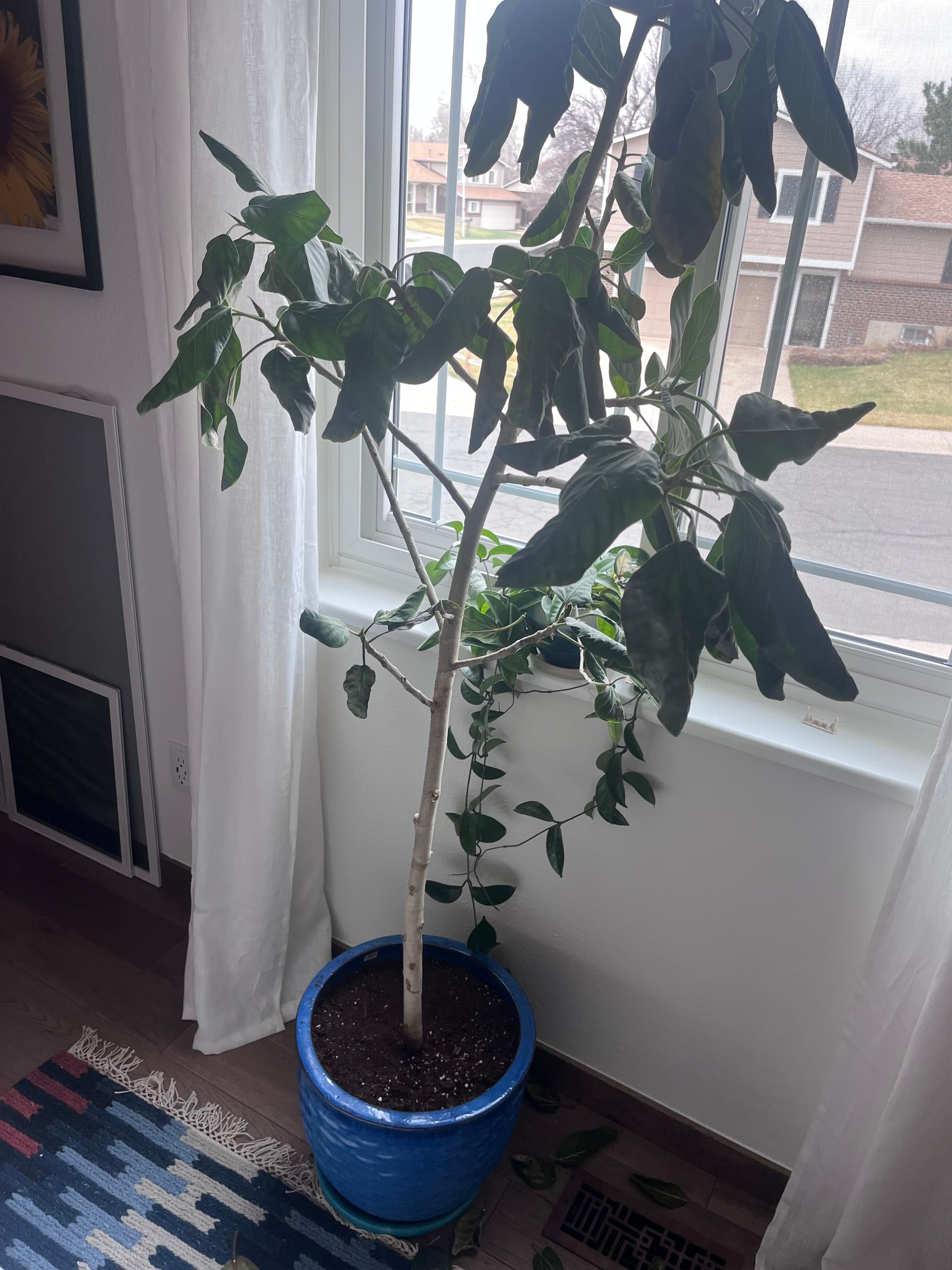 Everything You Need to Know About Desert King Fig Tree 🍈