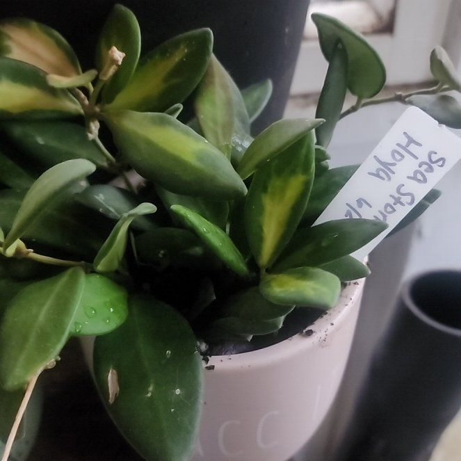 Keep Your Sea stone hoya Alive: Light, Water & Care Instructions