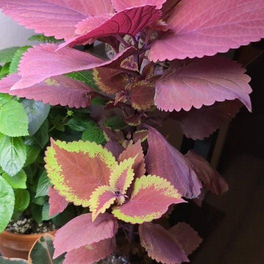 Coleus: How Much Water & Light Does it Need to Thrive?
