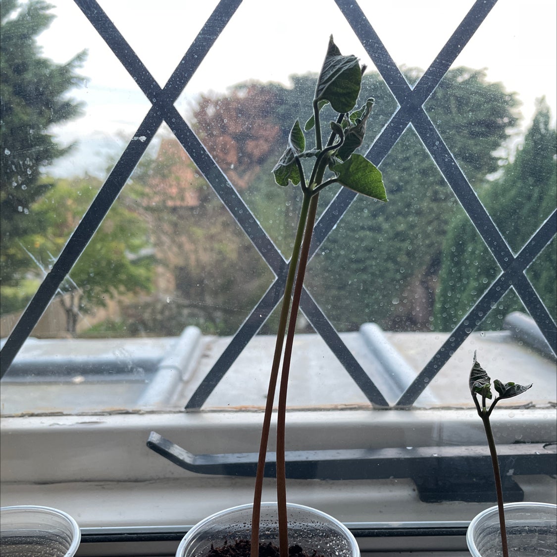 Why Are My Common Bean Leaves Falling Over?